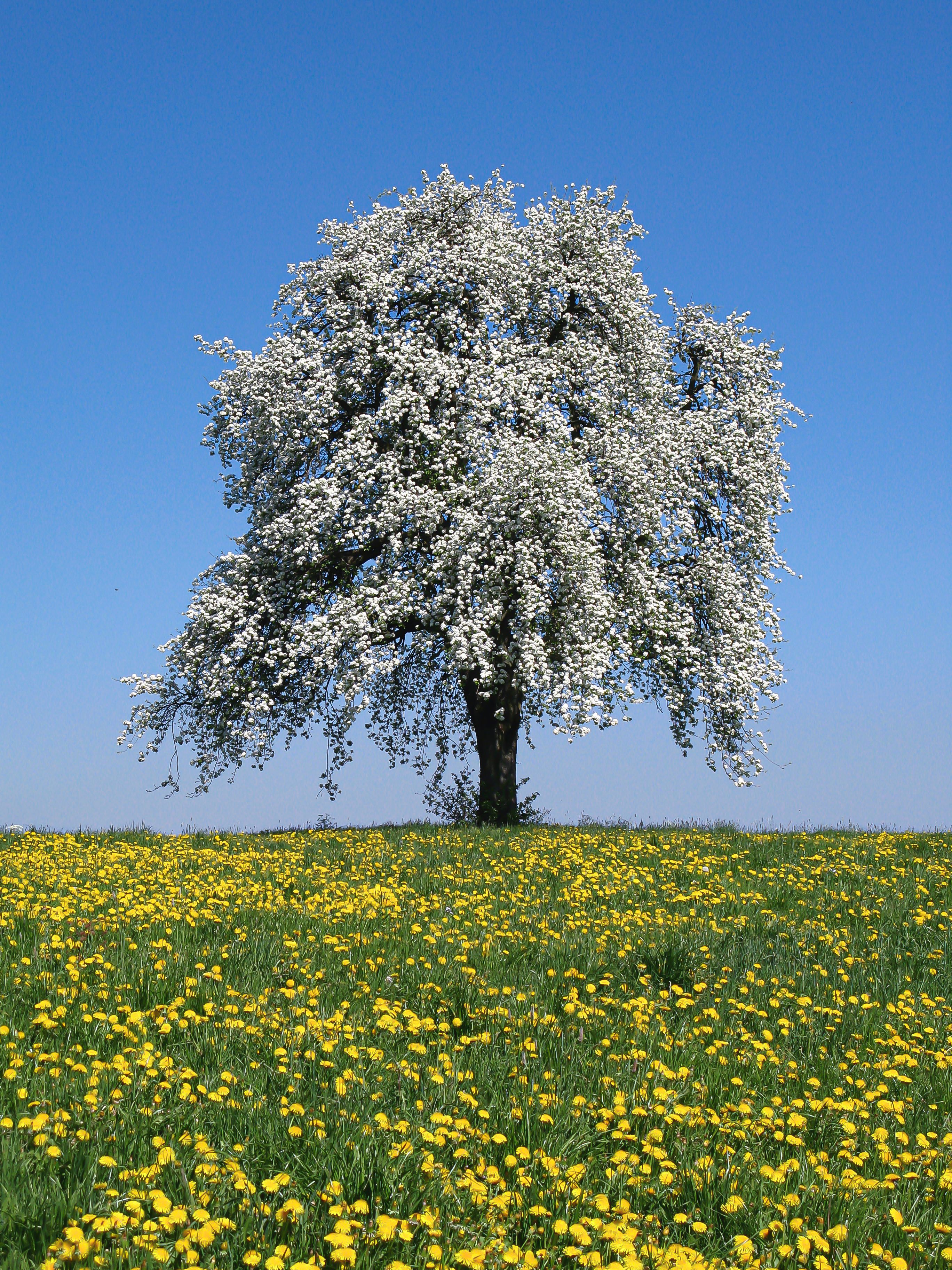 White Tree on Flower Field · Free Stock Photo
