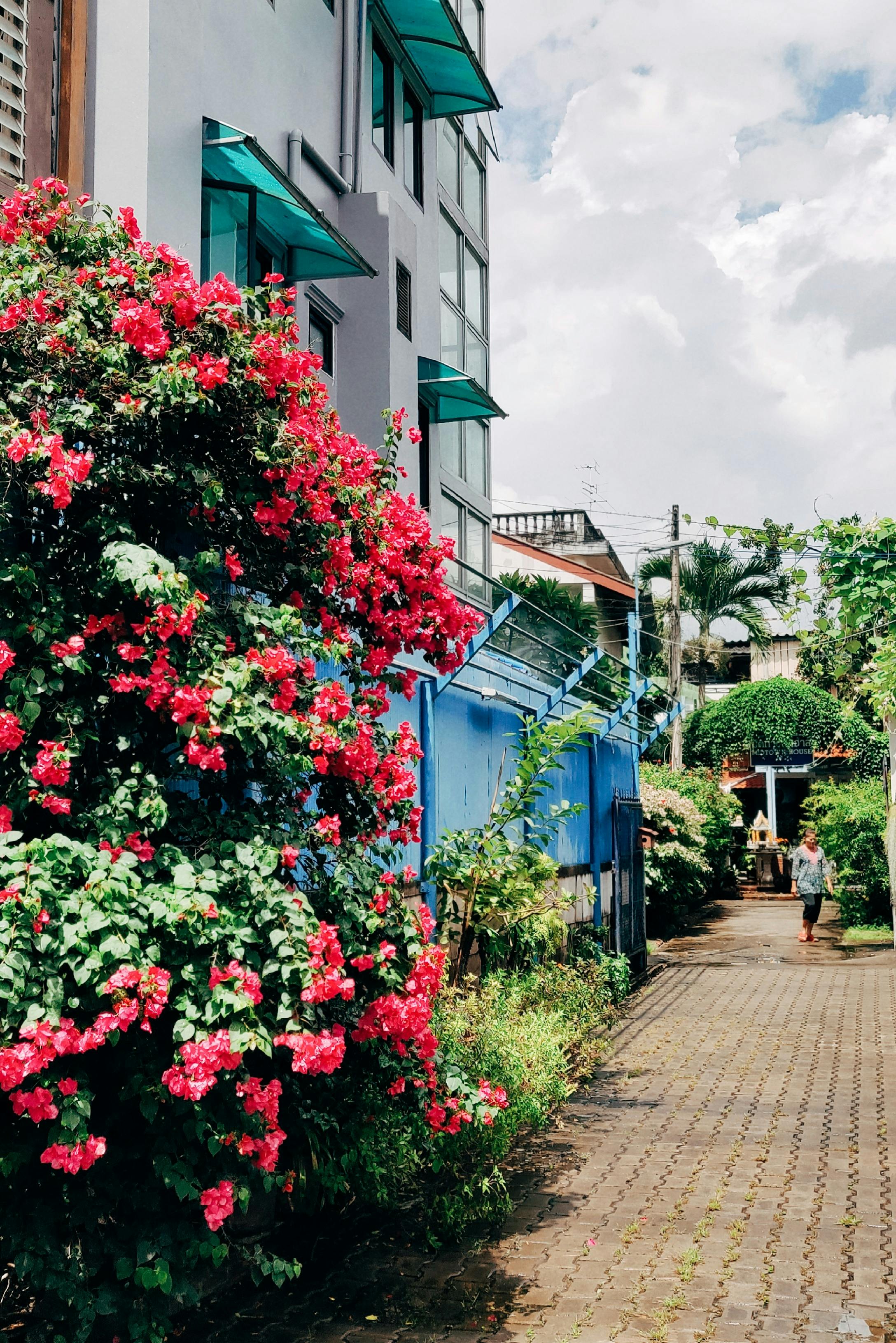 Flowers and Building · Free Stock Photo