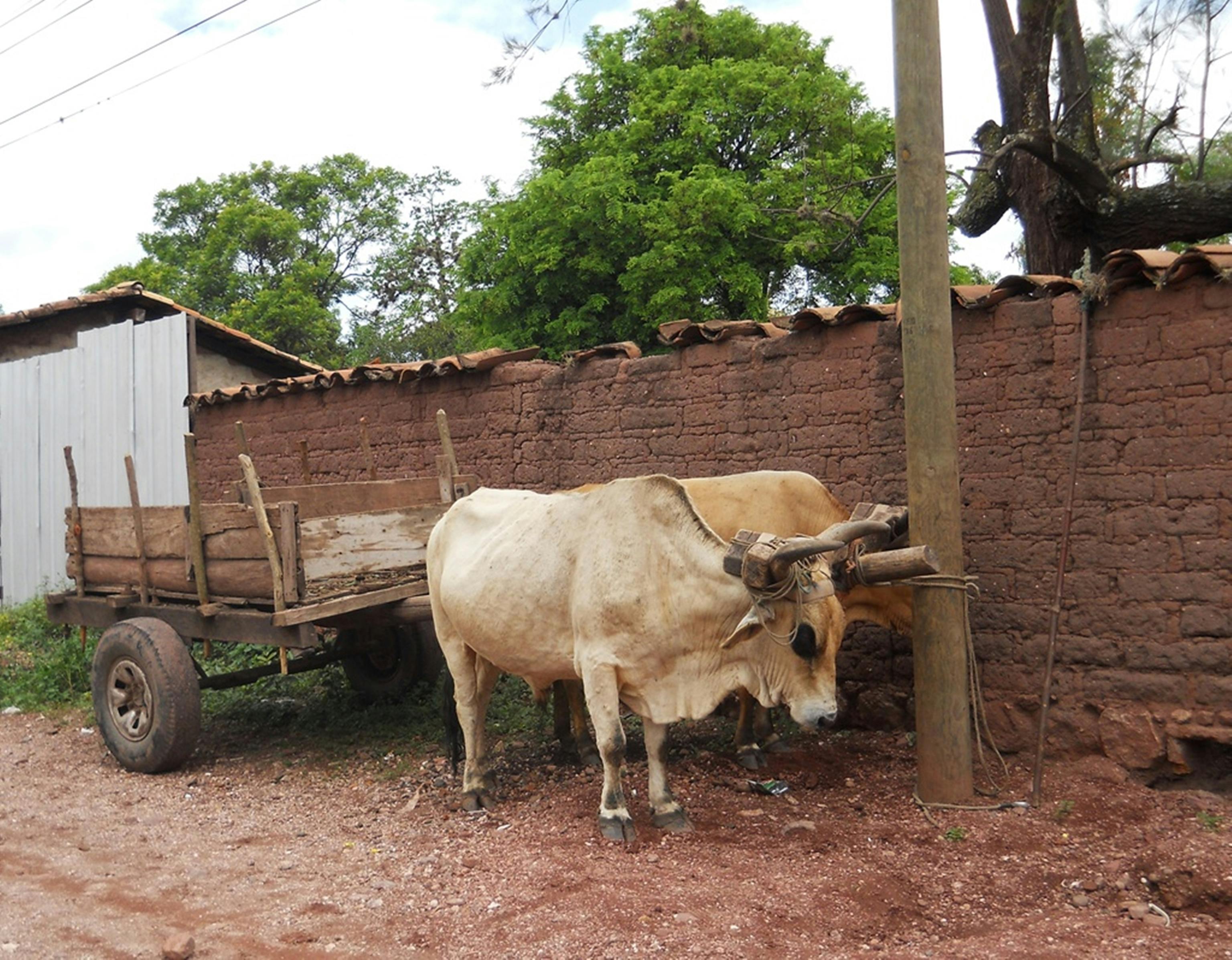 Free stock photo of Carreta bueyes