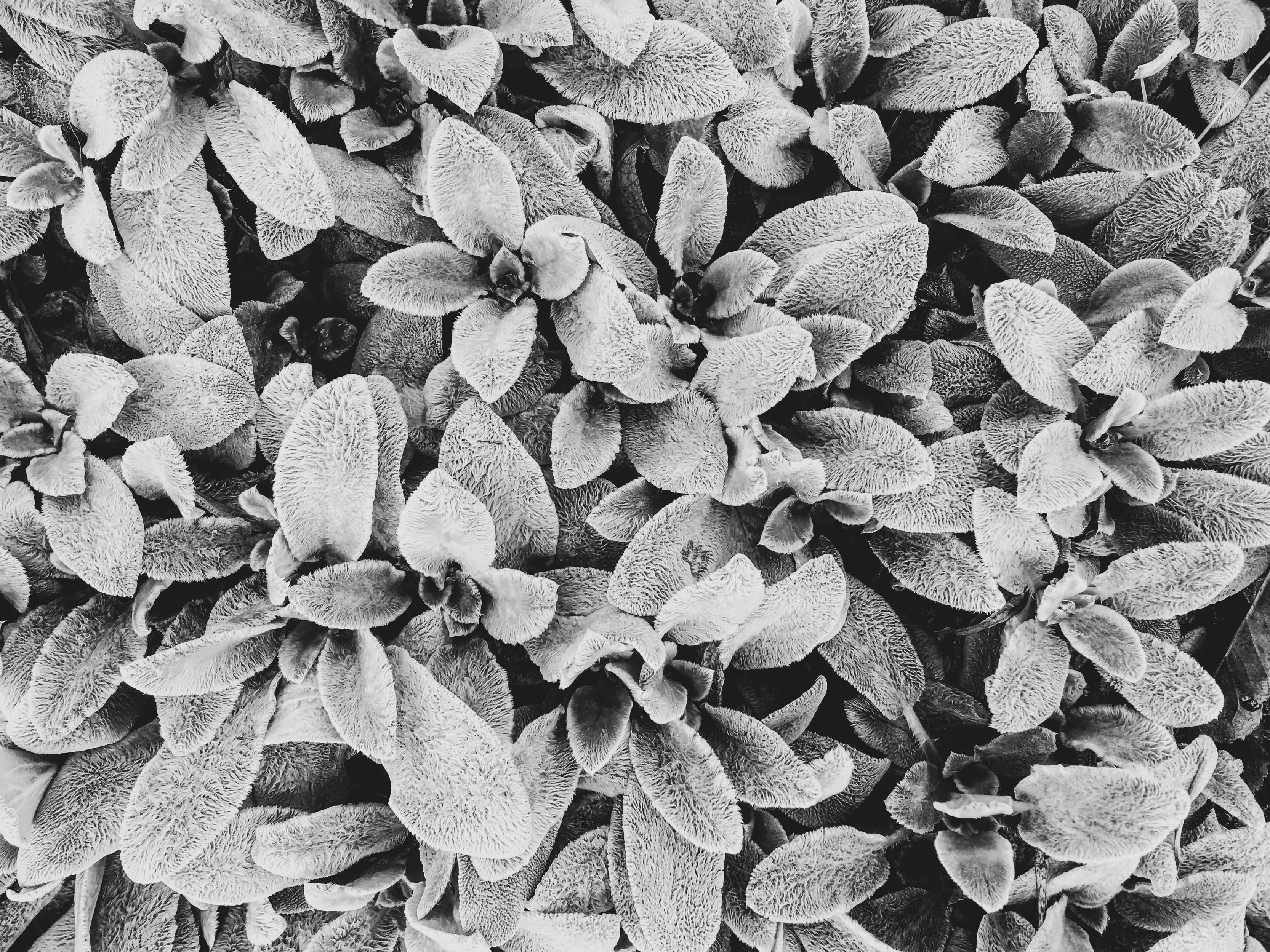 Grayscale Photo of Maple Leaves · Free Stock Photo
