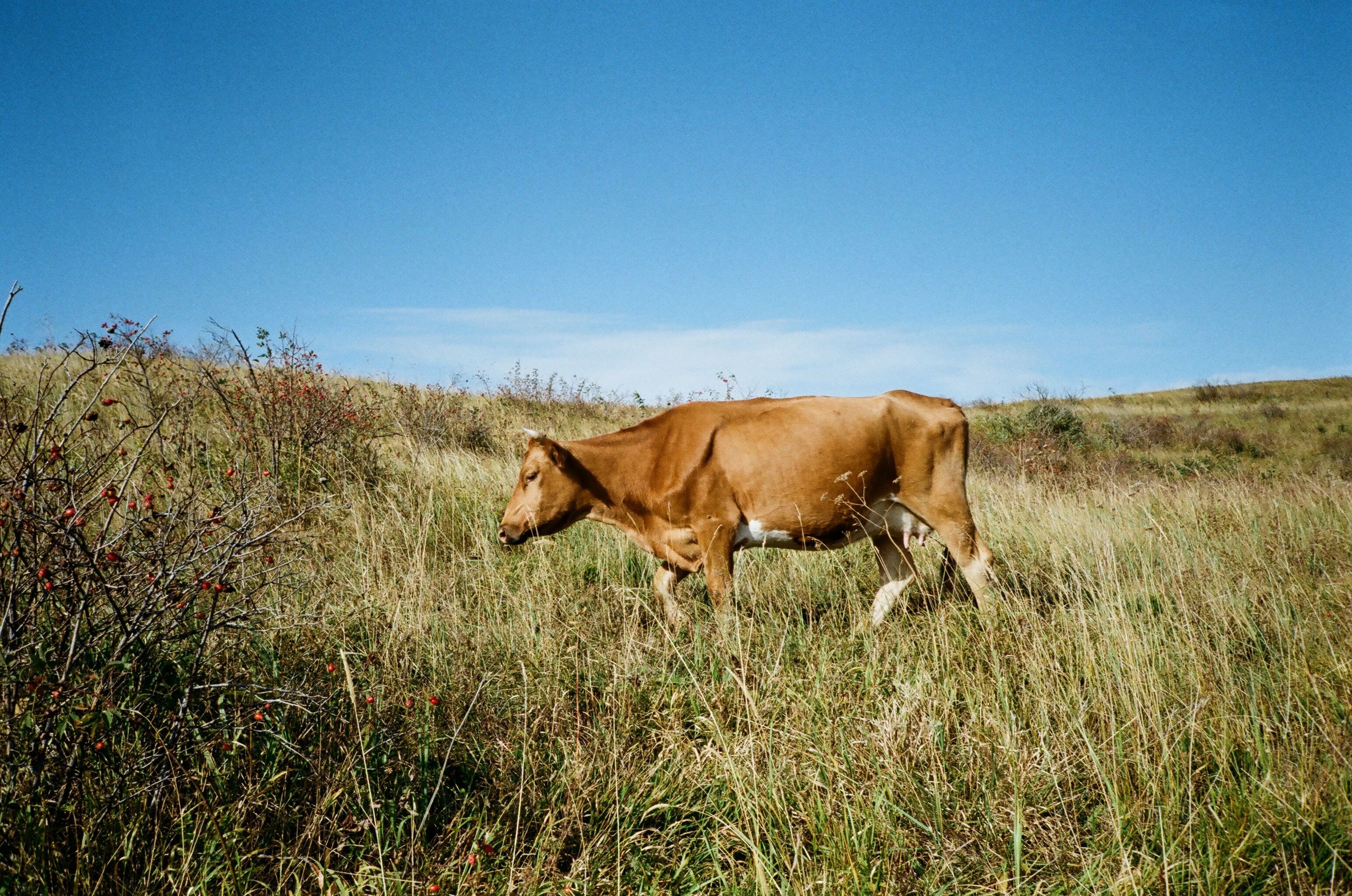 Cows grazing grass in countryside area · Free Stock Photo