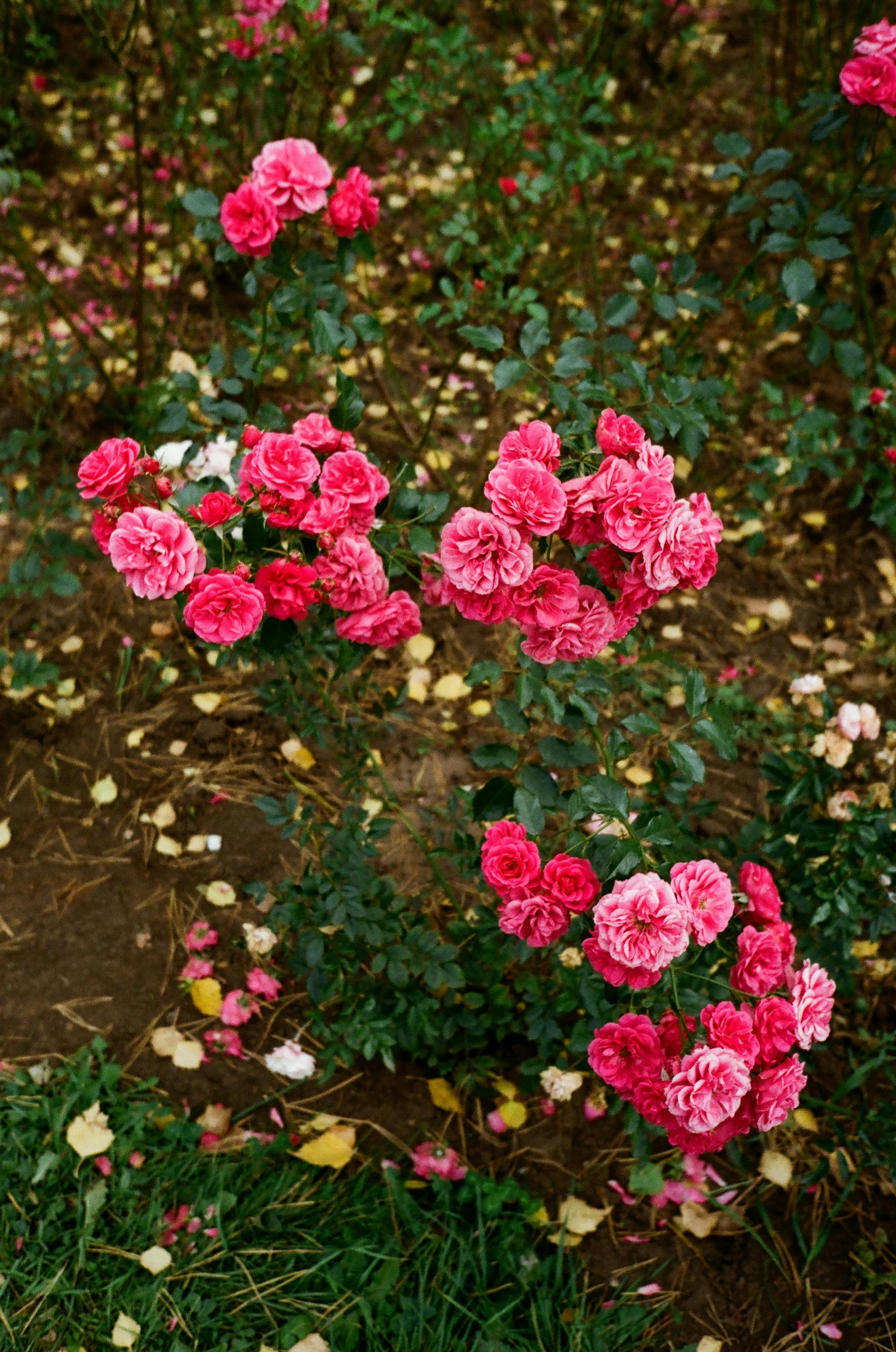 Tender red shrub roses against blue sky · Free Stock Photo
