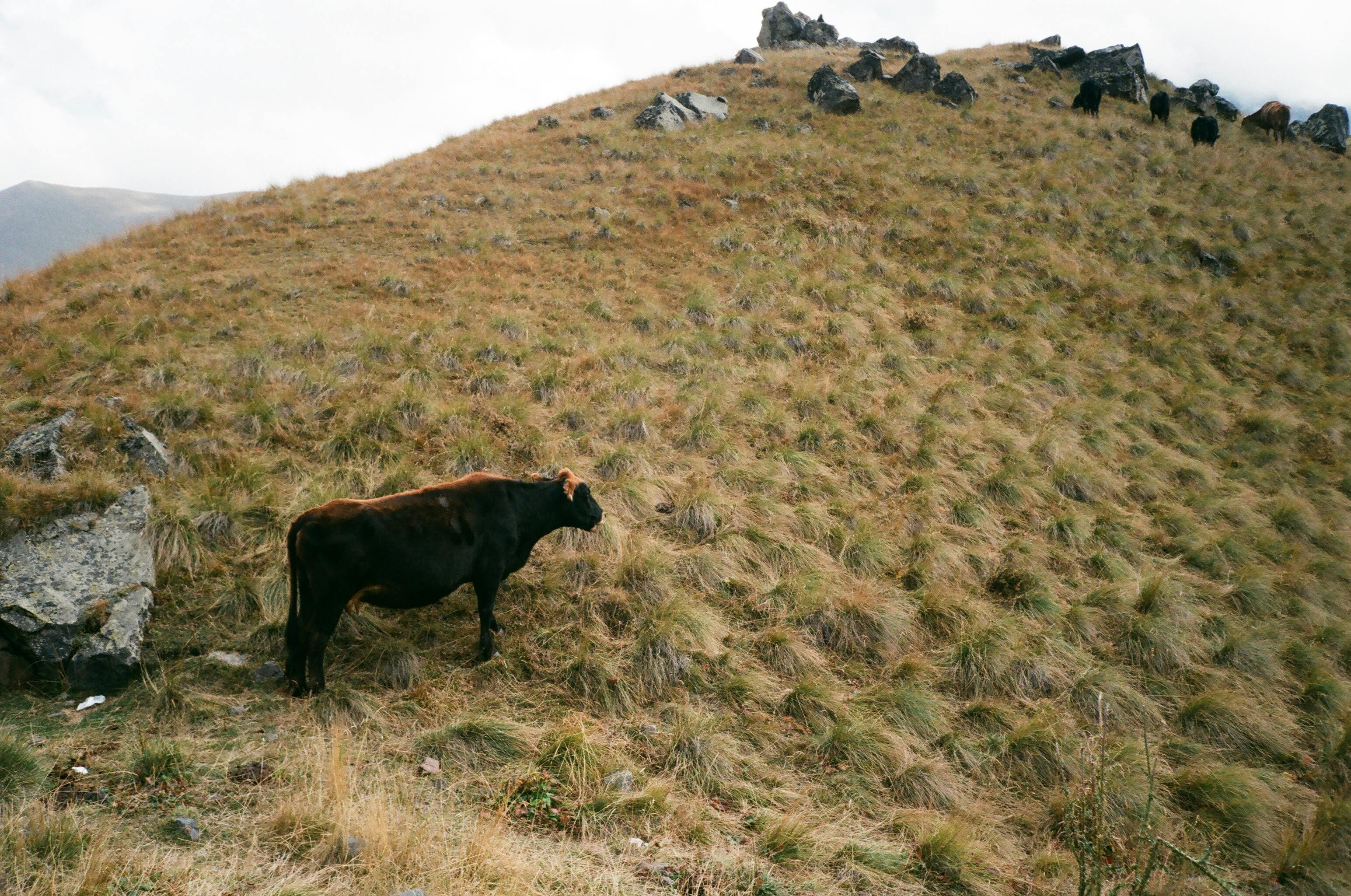 Small cows on shiny grass in countryside · Free Stock Photo