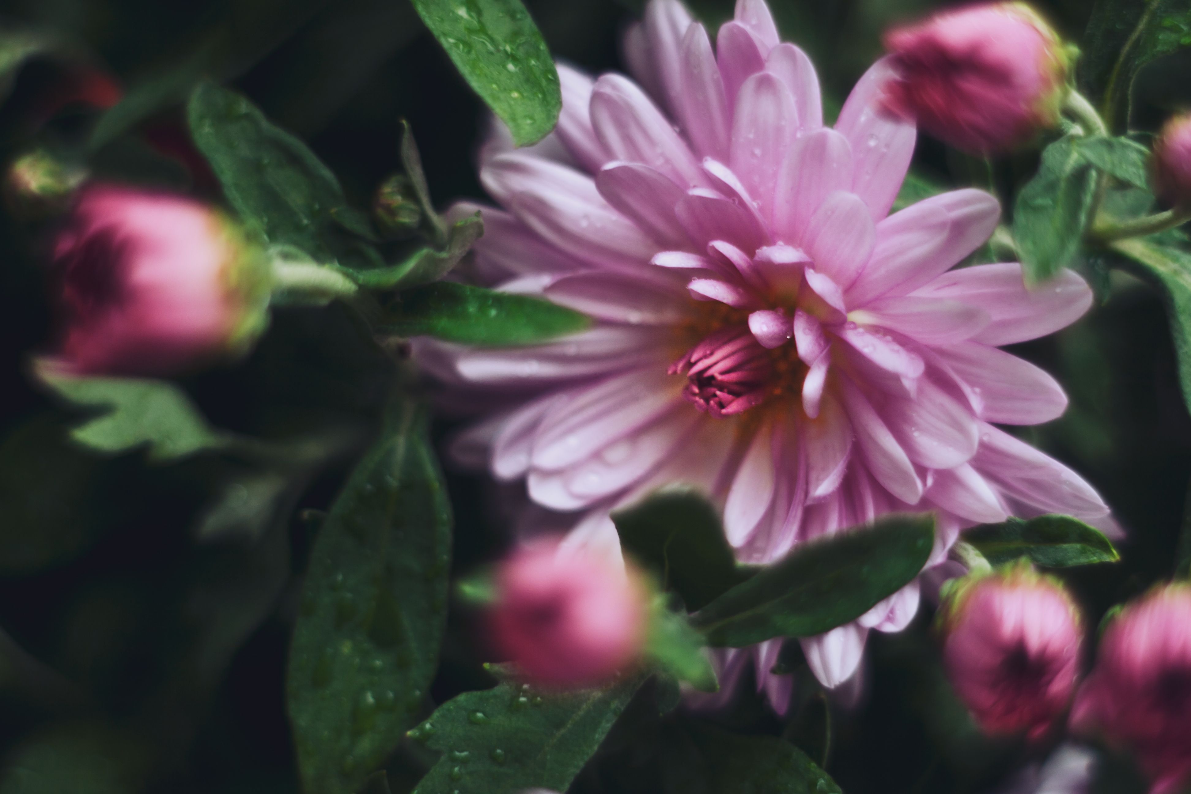 Purple Petaled Flower · Free Stock Photo