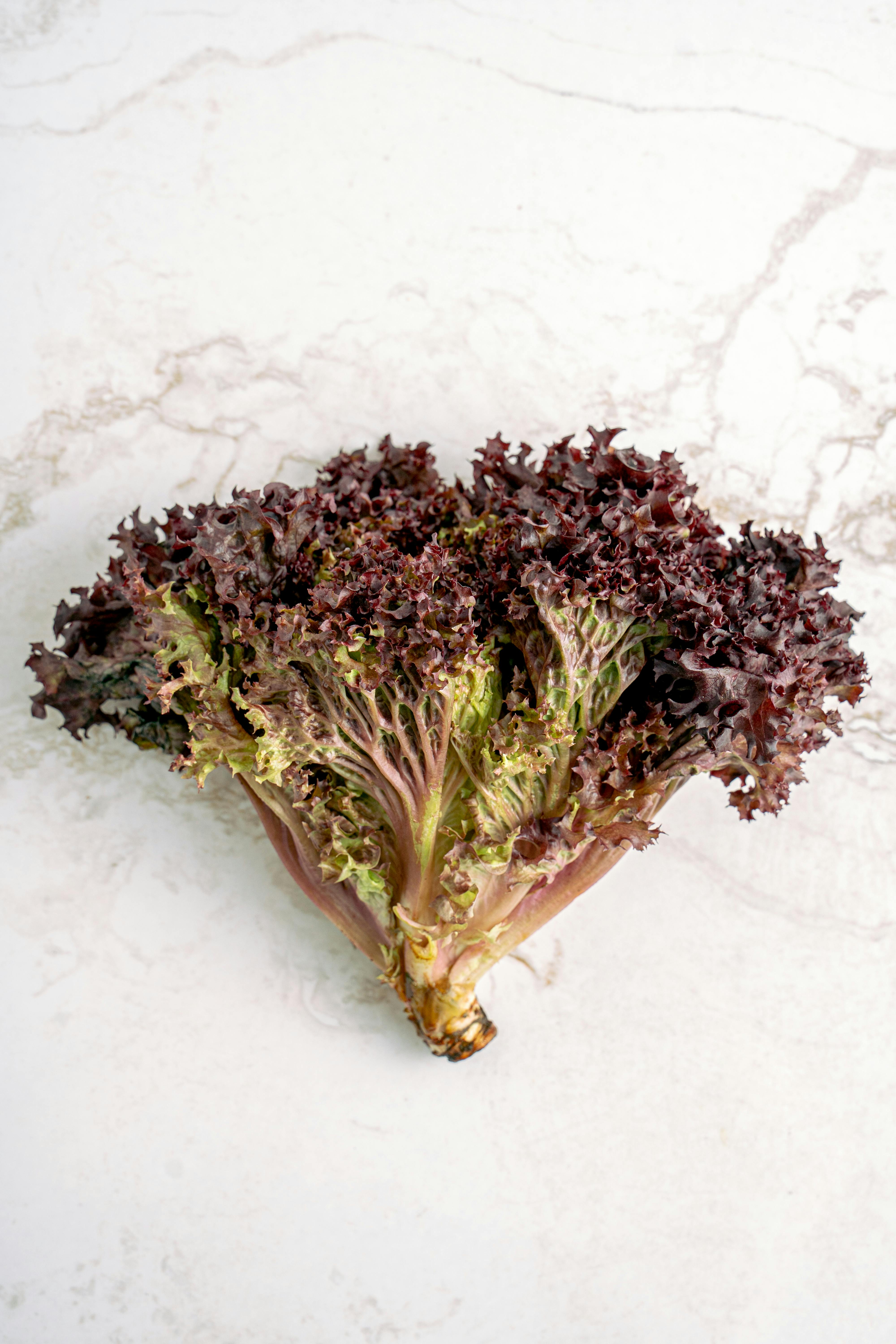 Red Leaf Lettuce on Marble Surface · Free Stock Photo