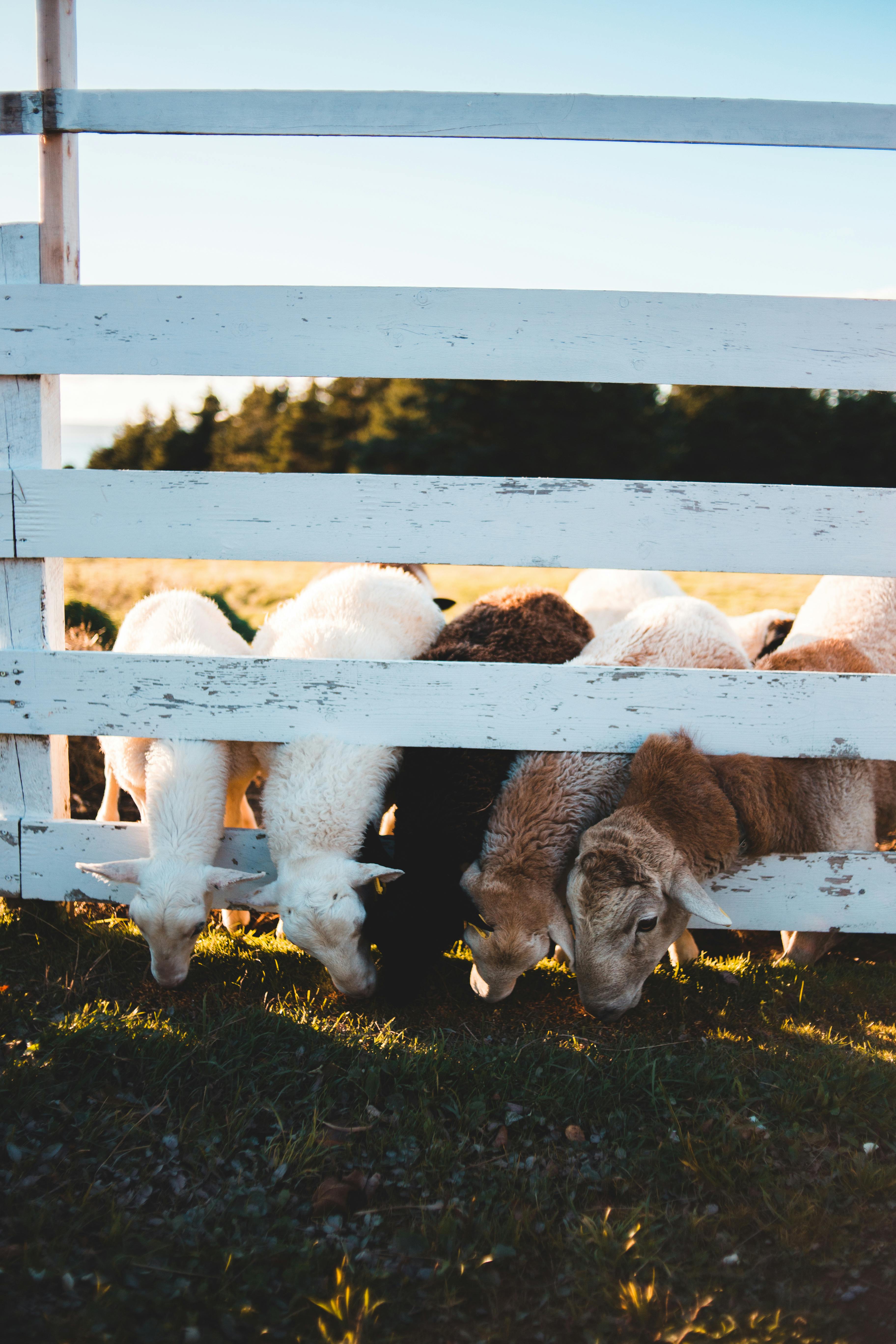 Sheep Land Photos, Download The BEST Free Sheep Land Stock Photos & HD ...