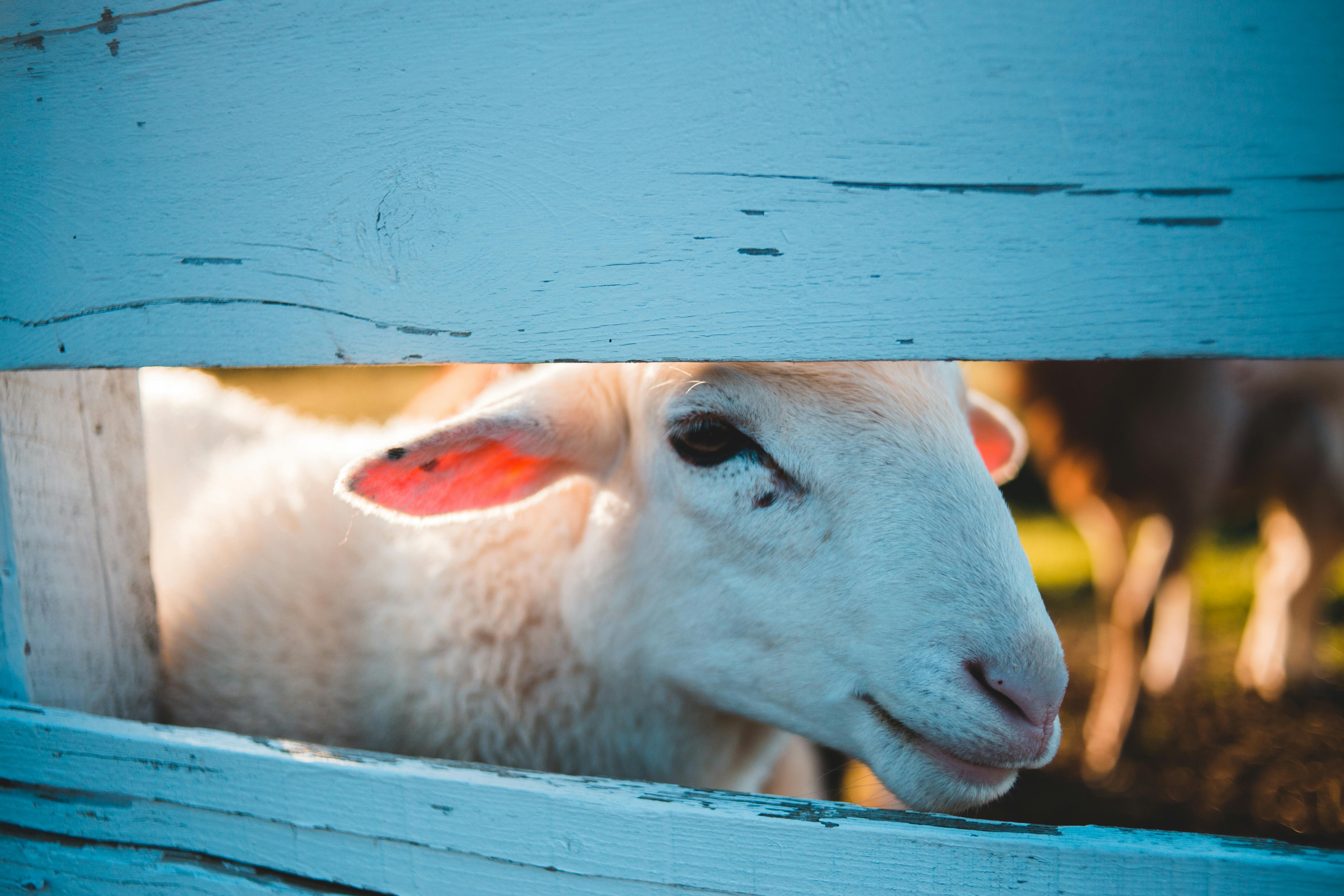 Sheep Land Photos, Download The BEST Free Sheep Land Stock Photos & HD ...