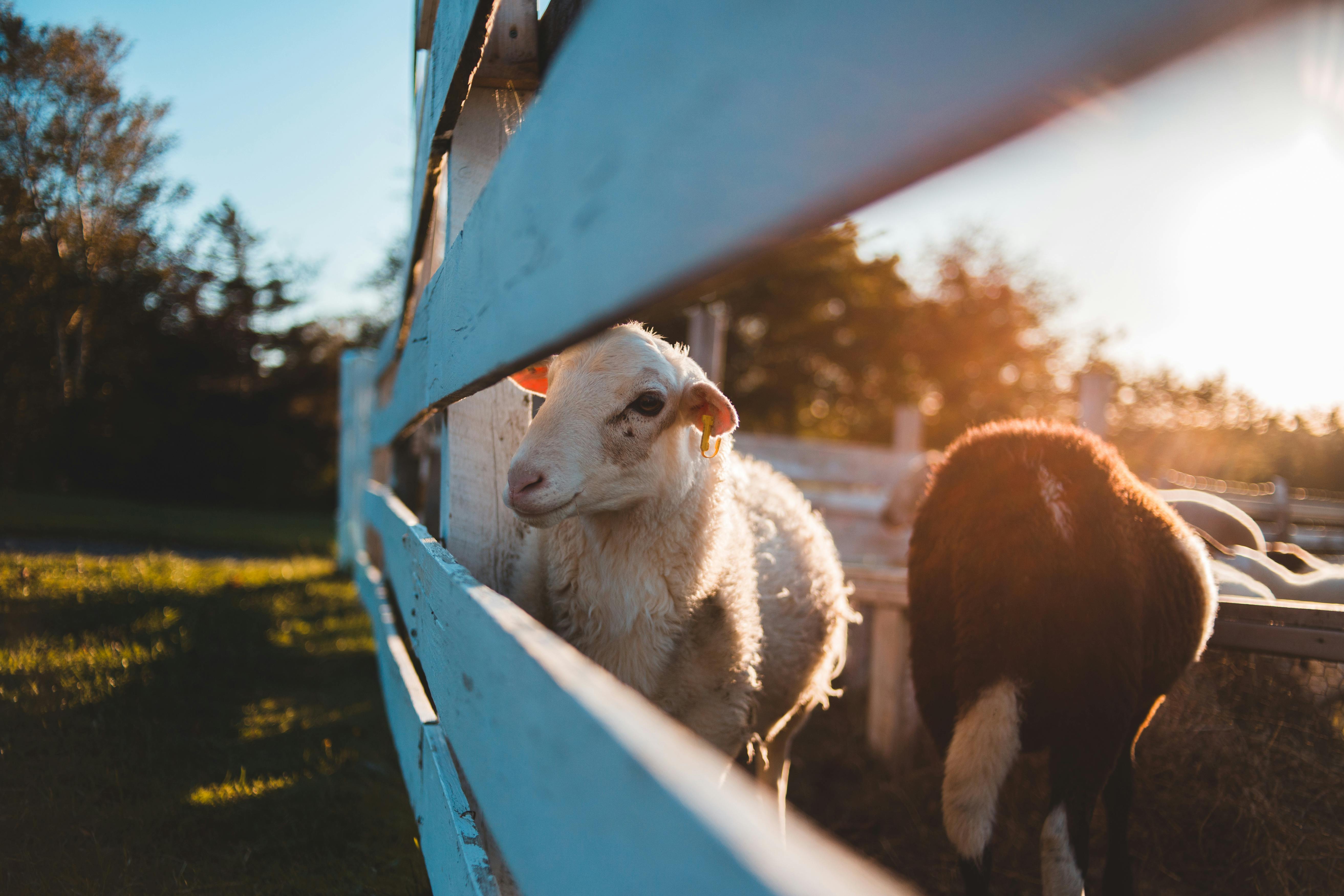 Domestic sheep pasturing in countryside · Free Stock Photo