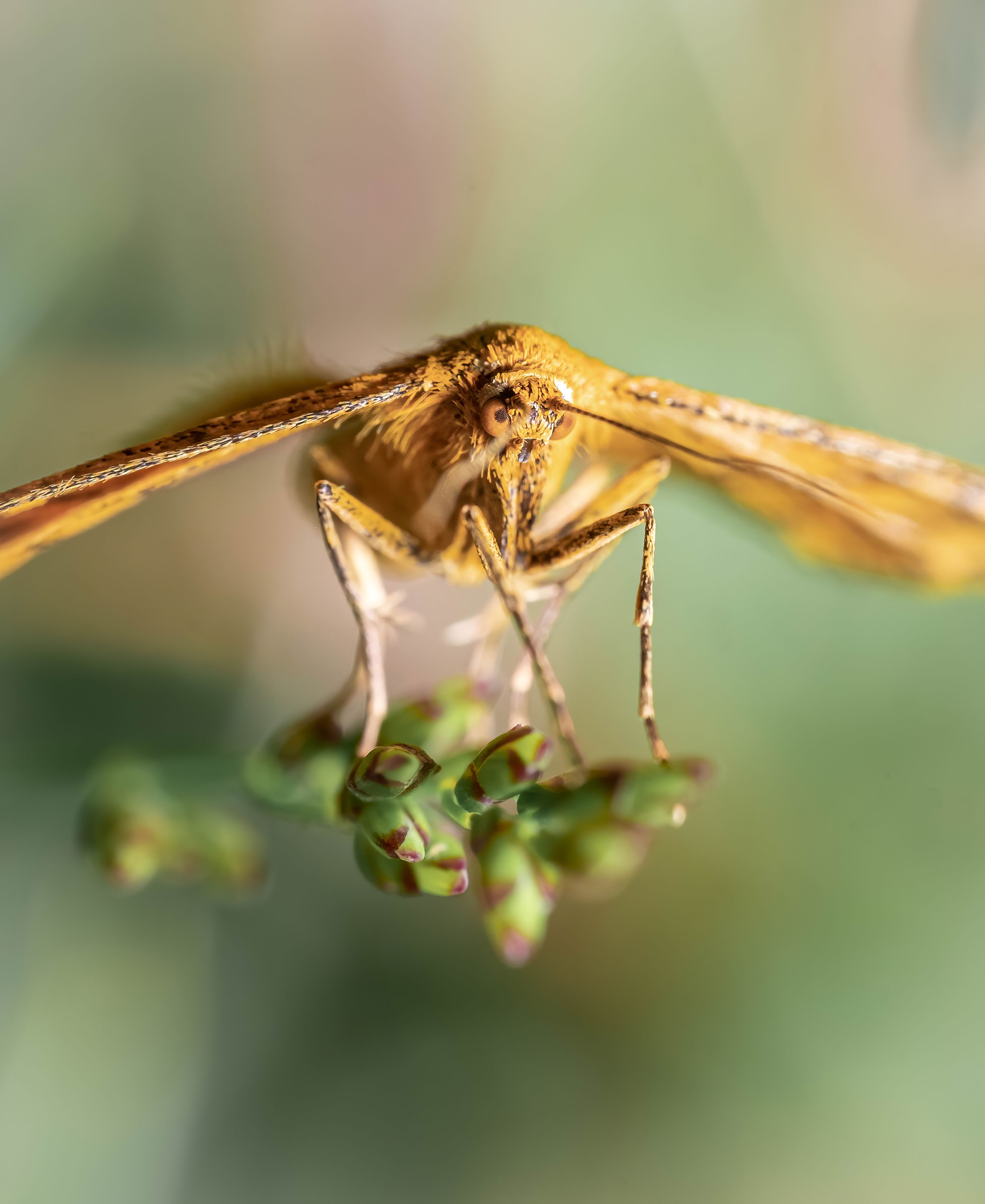 Close up of a Moth · Free Stock Photo