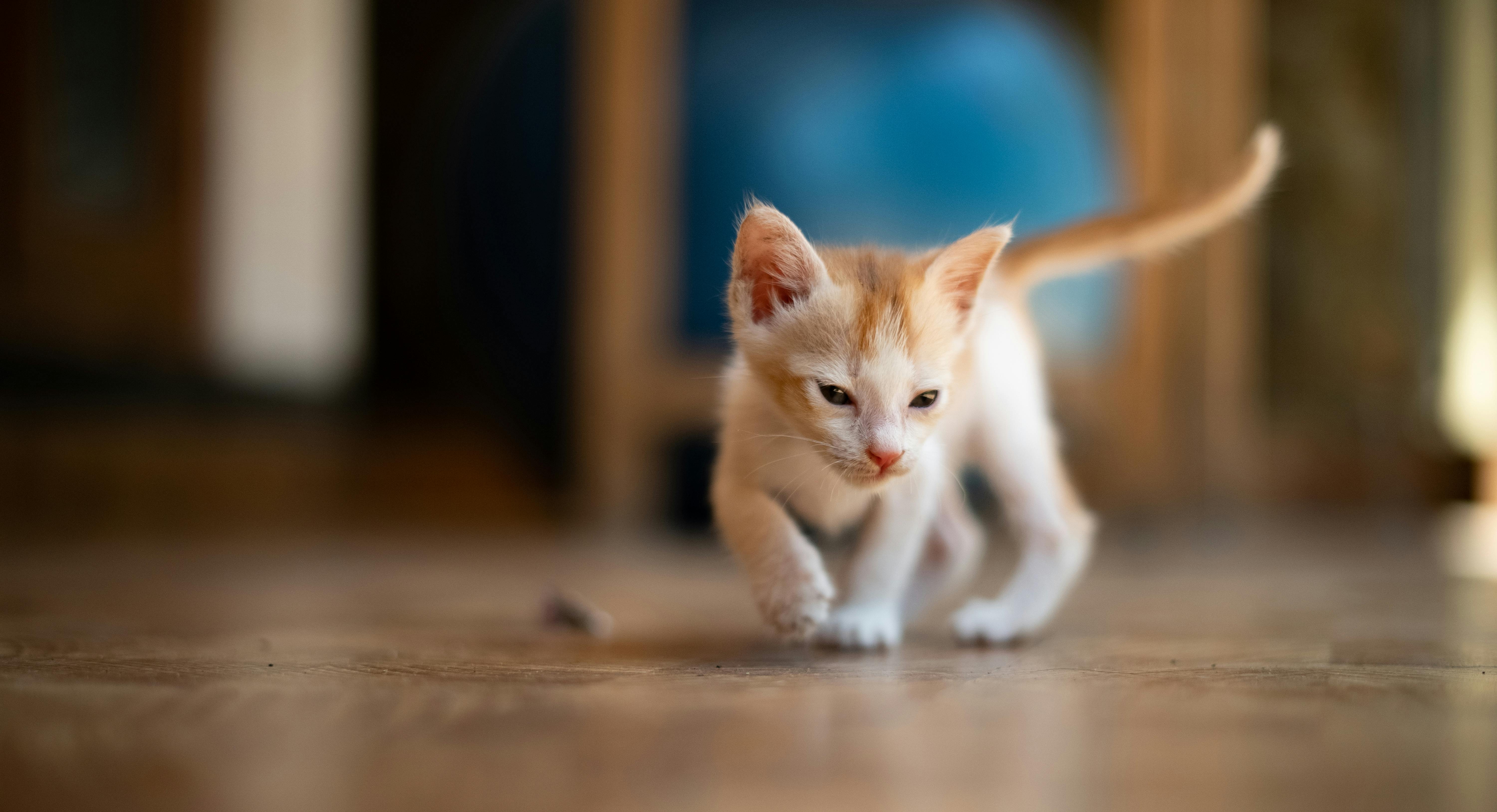 Small Cat Walking on a Floor · Free Stock Photo