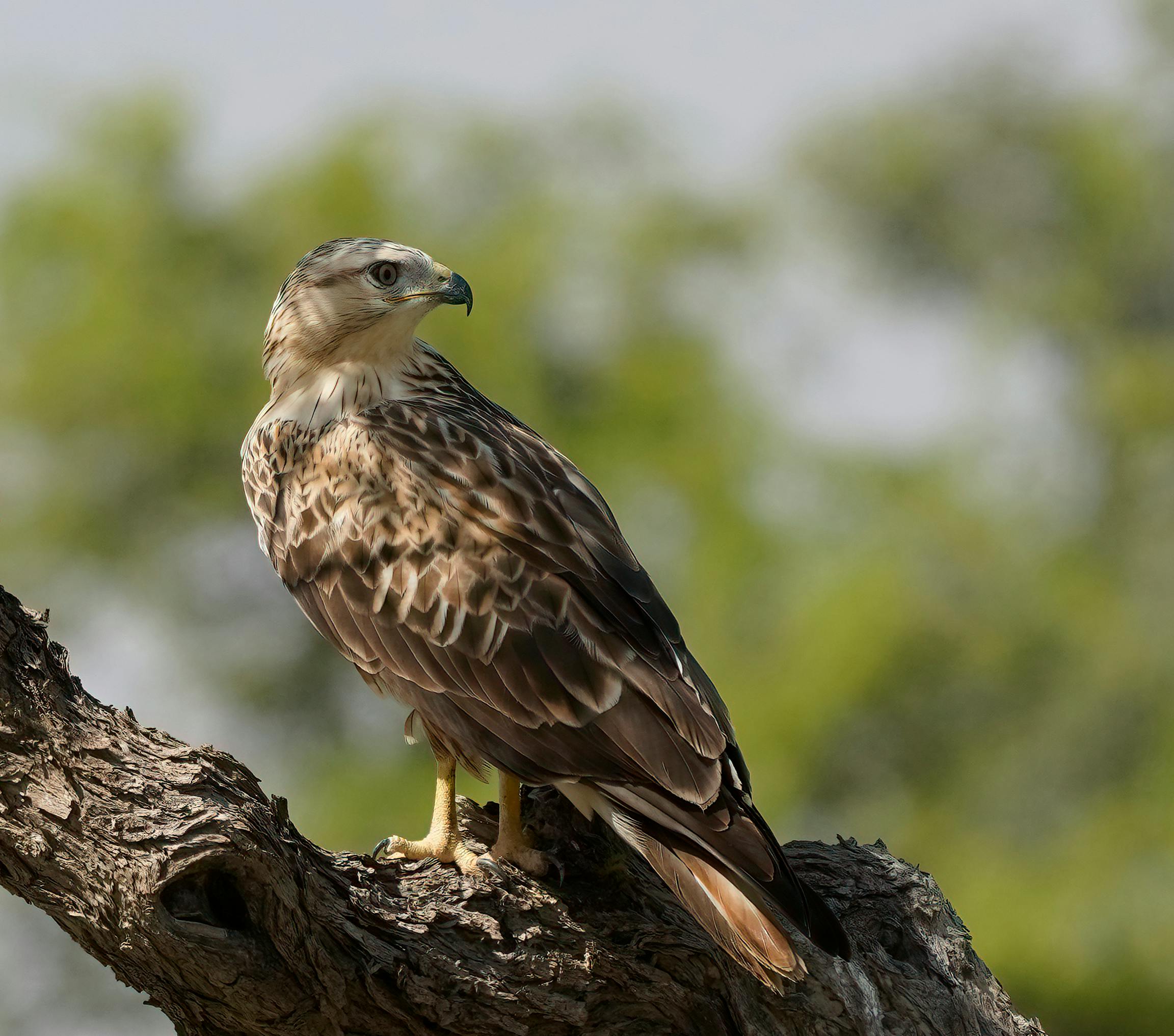 Photo of Falcon Sitting on Branch · Free Stock Photo