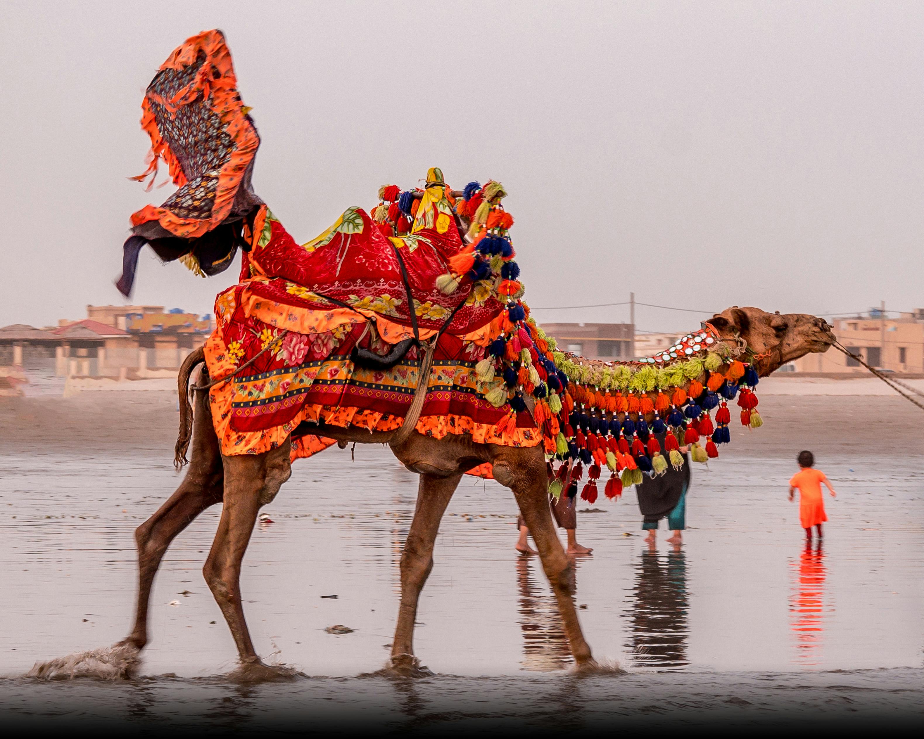 Decorated camel with colorful seat for ride walking along lakeside ...