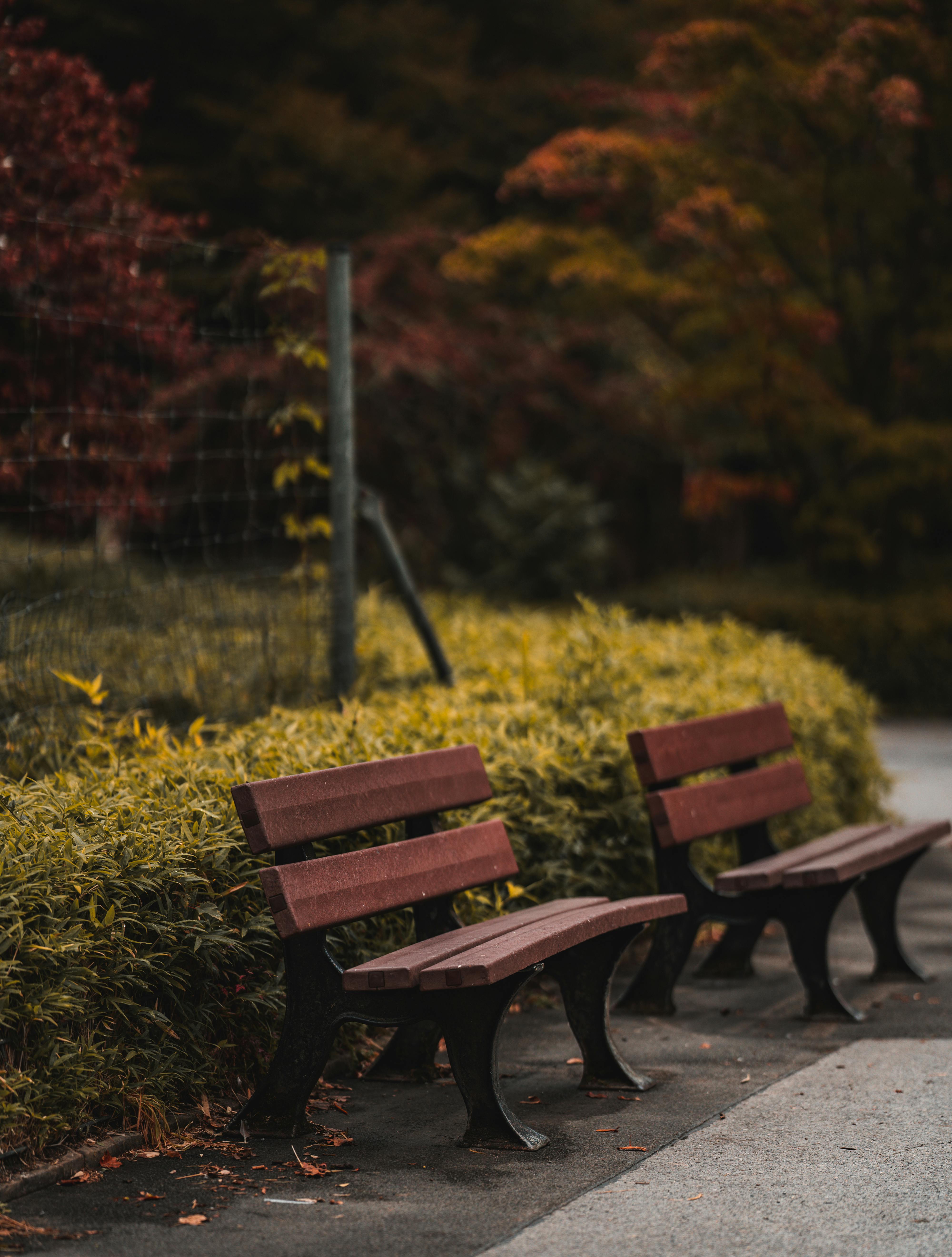 Wooden Benches in Park · Free Stock Photo