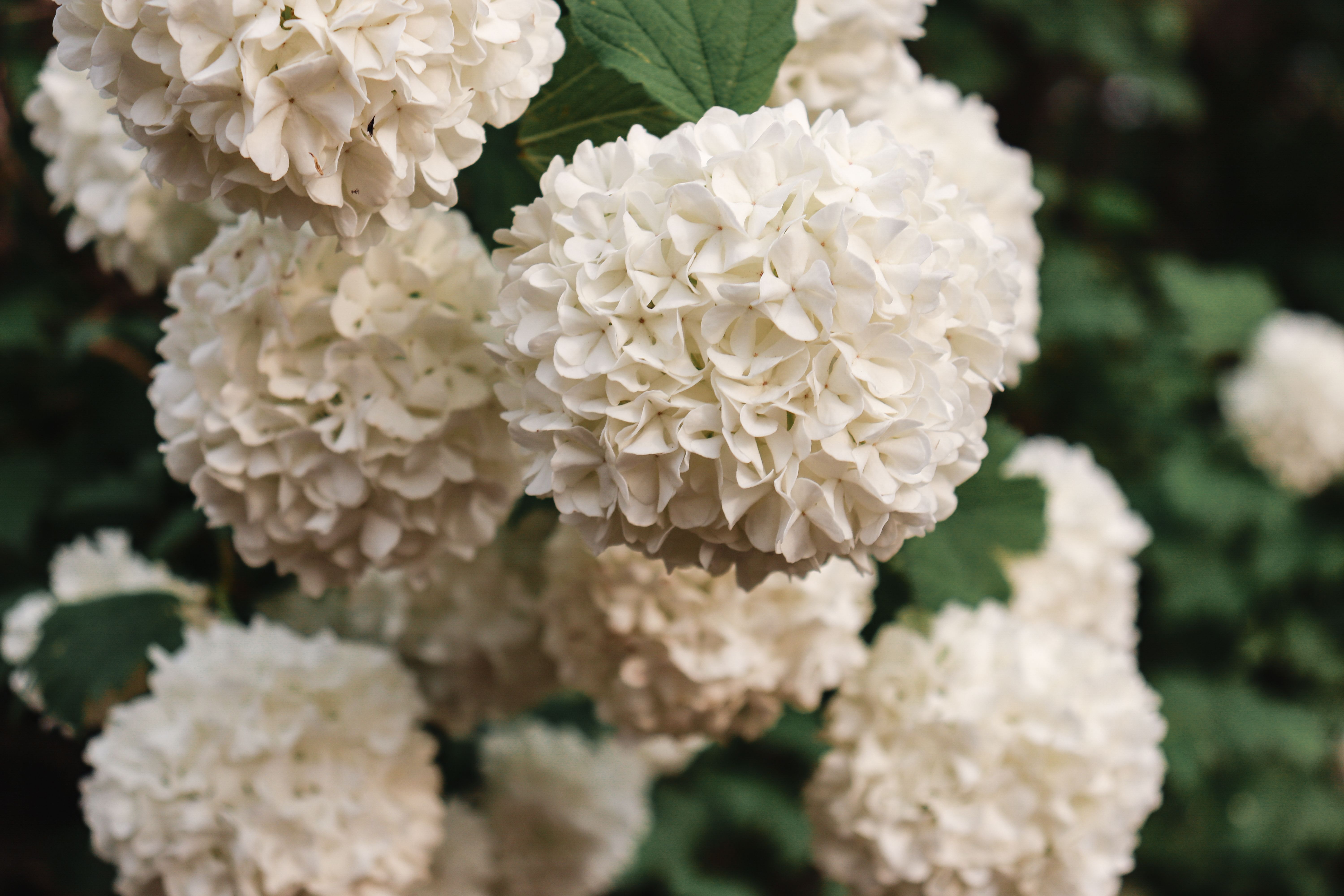 490+ Best Free Hydrangea Stock Photos & Images · 100% Royalty-Free HD ...
