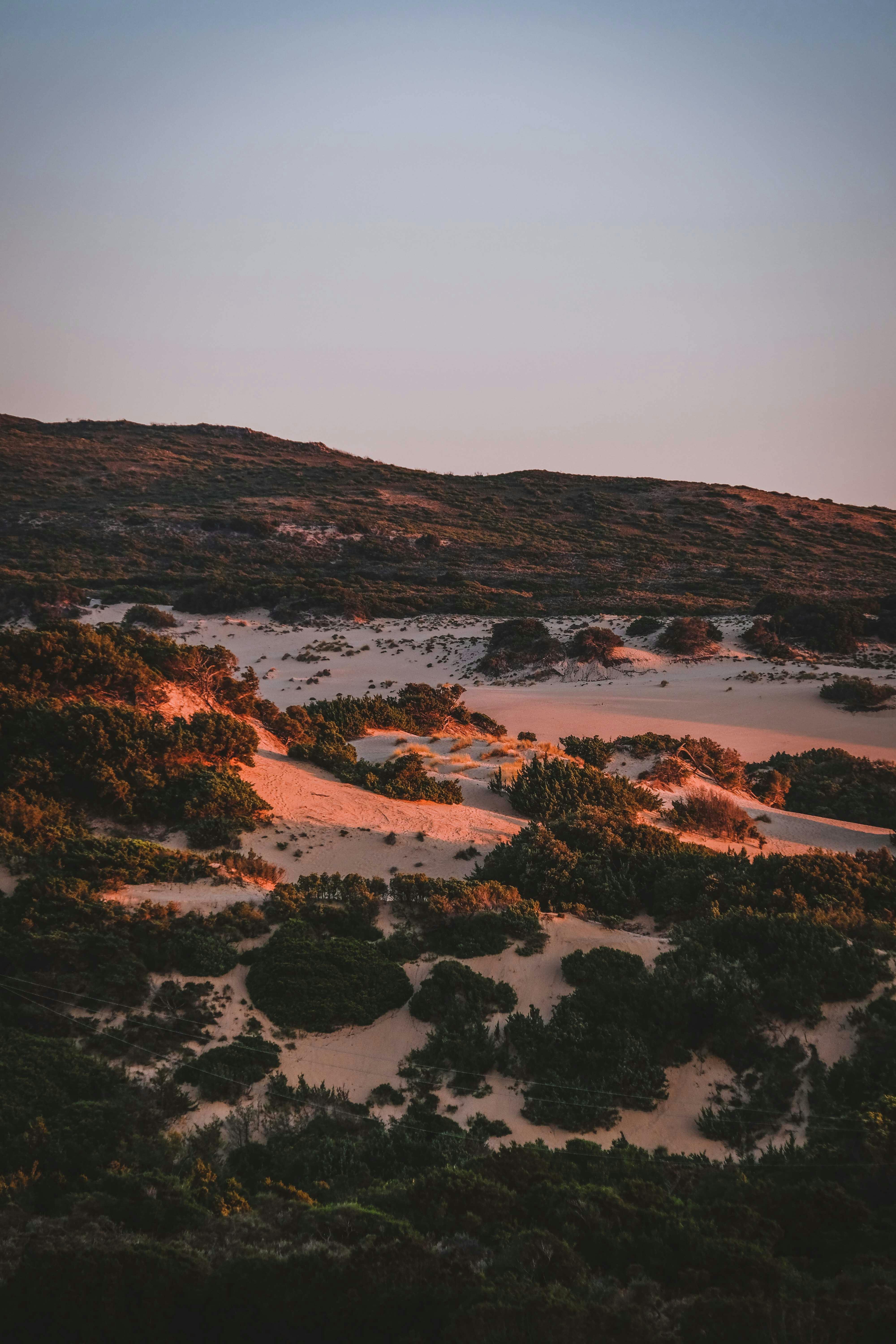 Green plants growing on sandy terrain at sundown · Free Stock Photo