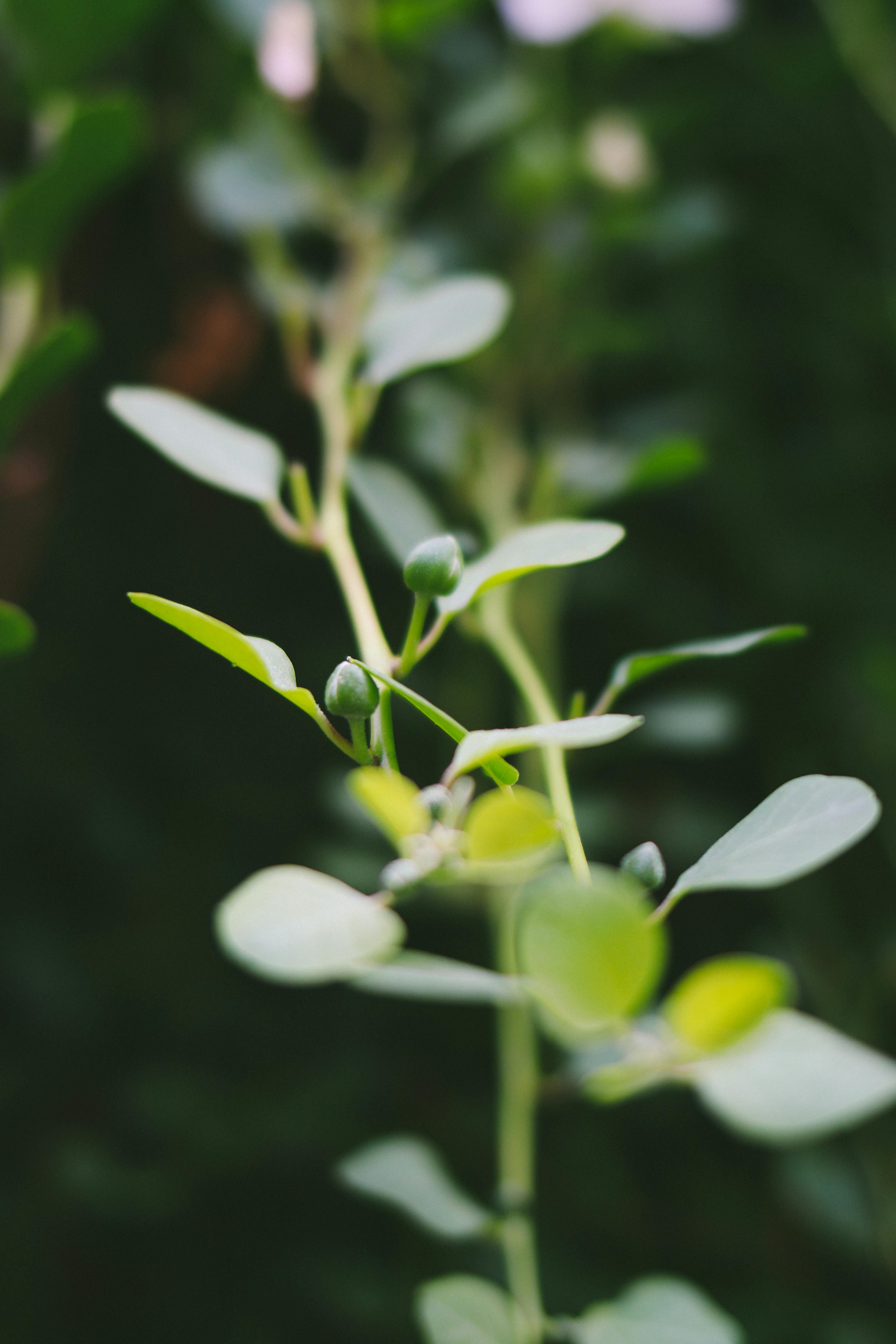 Branches of tree with small green leaves · Free Stock Photo