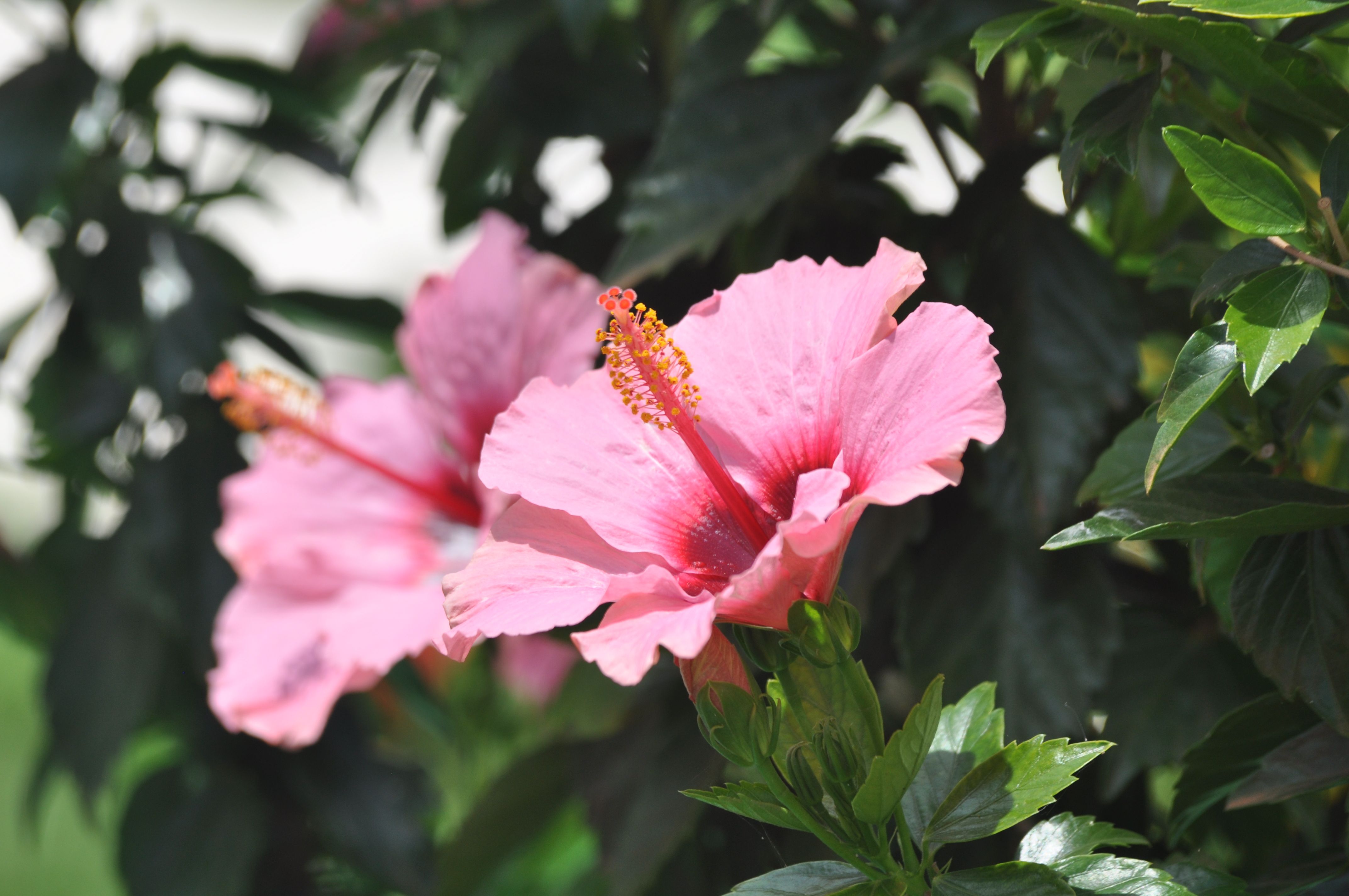 A Hibiscus Flower in Bloom · Free Stock Photo