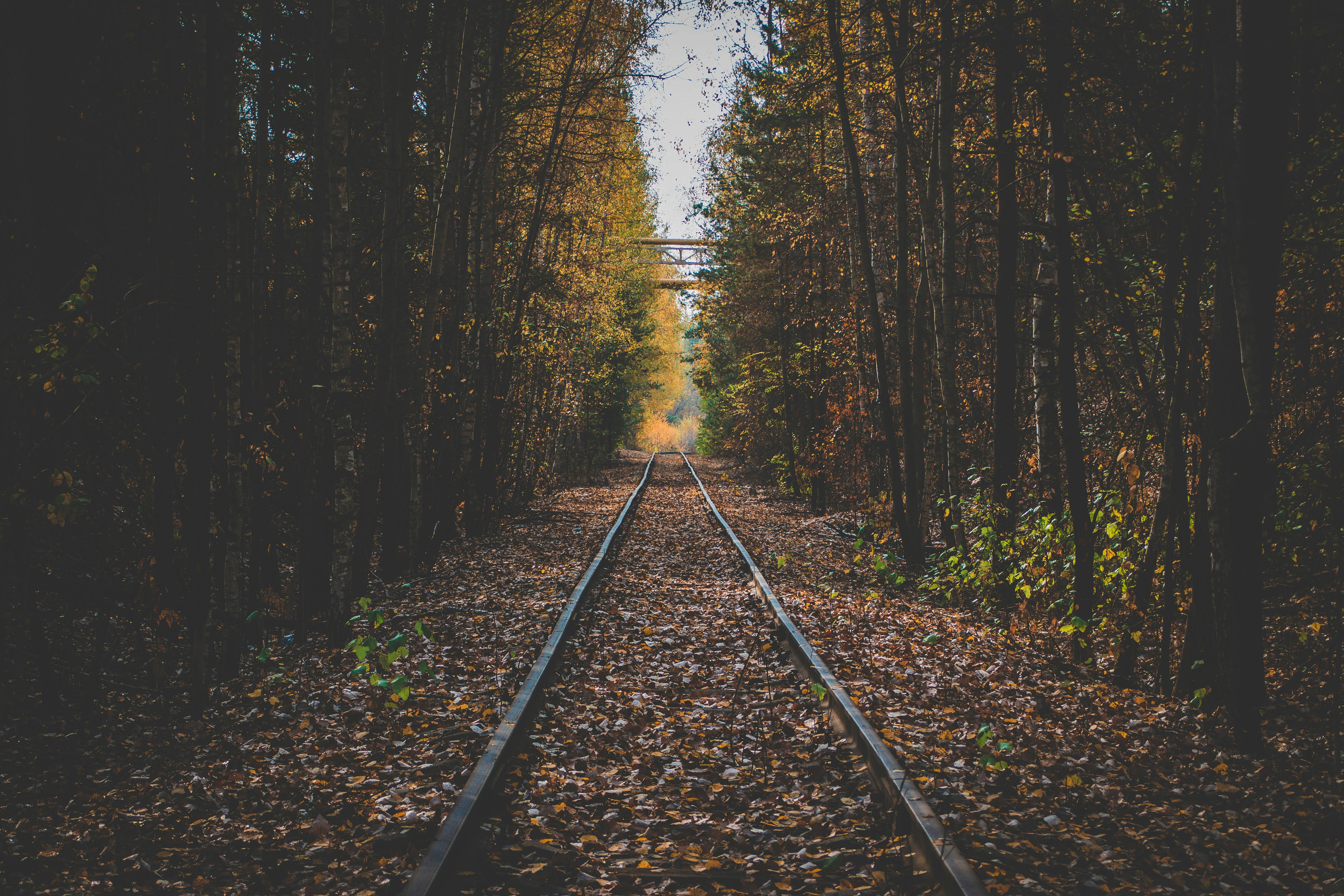 Train Track in the Forrest · Free Stock Photo