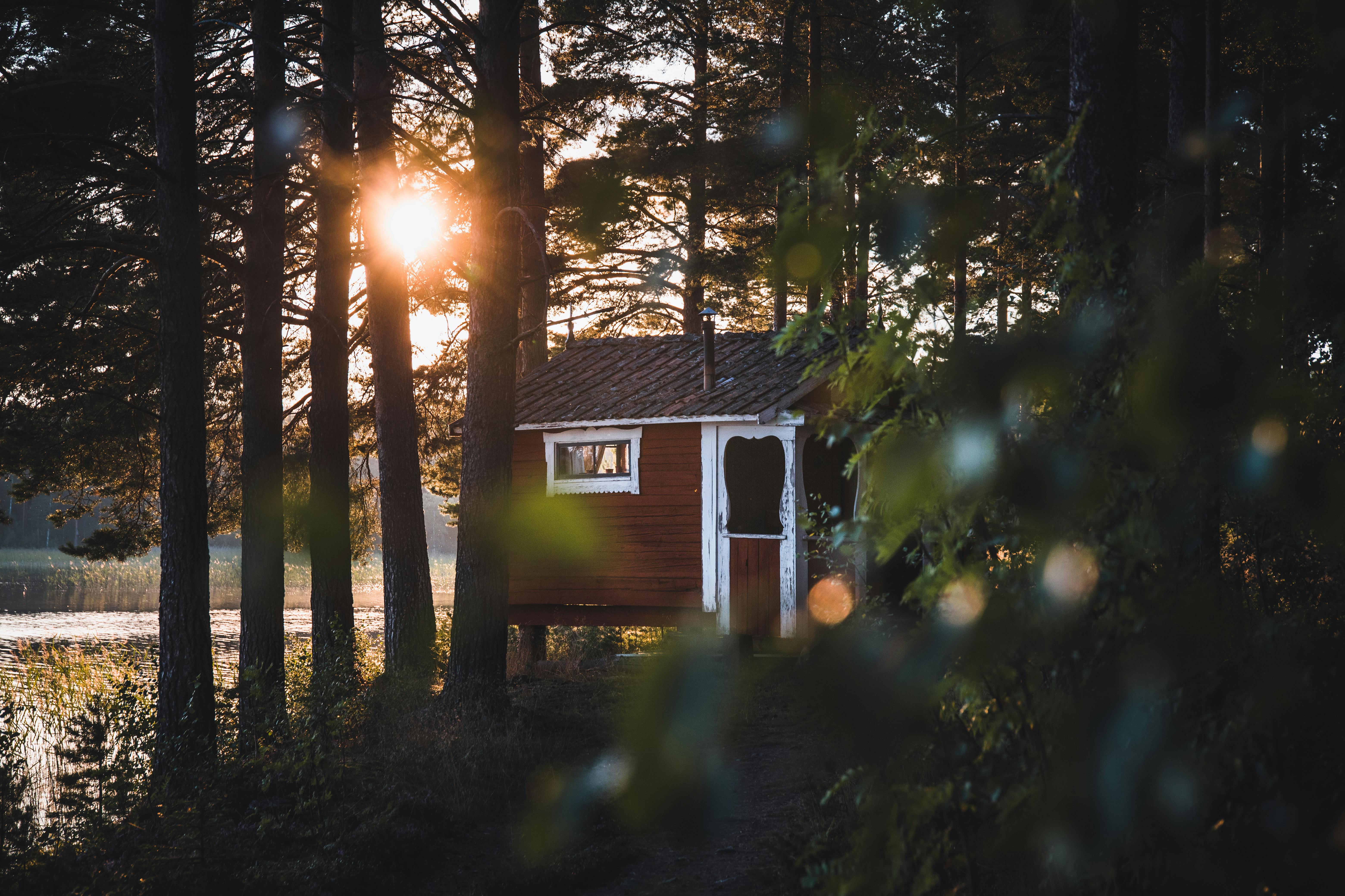 Sun Shining between Trees and above a Hut in a Forest · Free Stock Photo