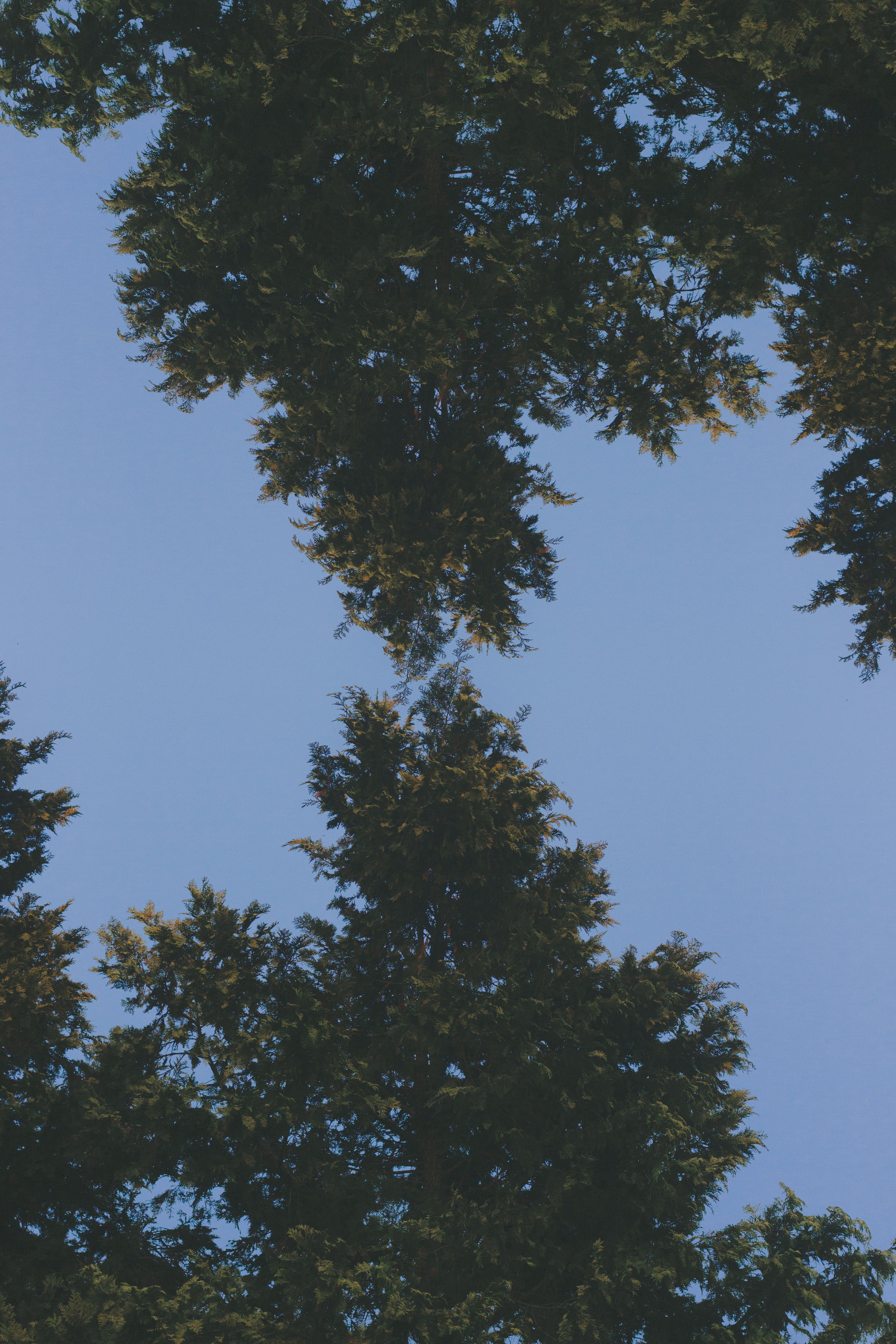 Bird's Eye View of Green Leafed Trees · Free Stock Photo