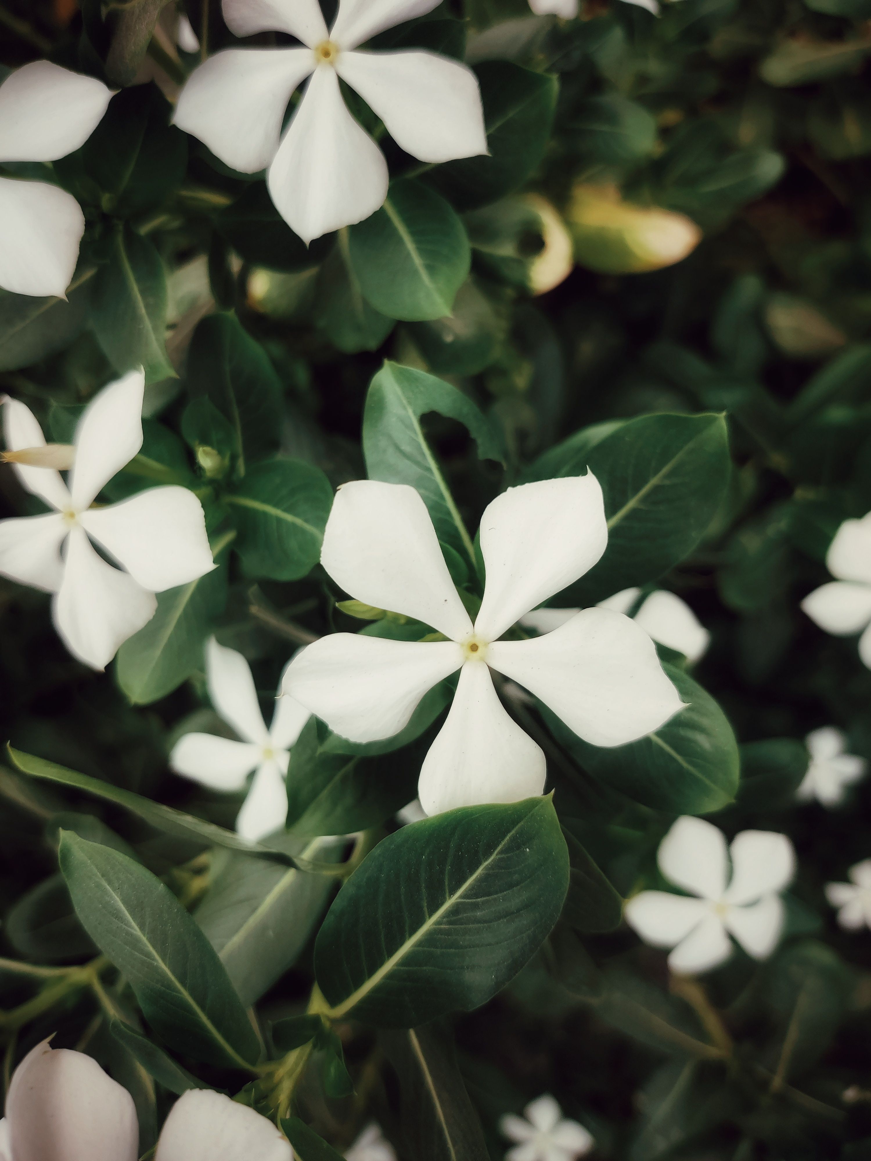 Periwinkle Photos, Download The BEST Free Periwinkle Stock Photos & HD ...