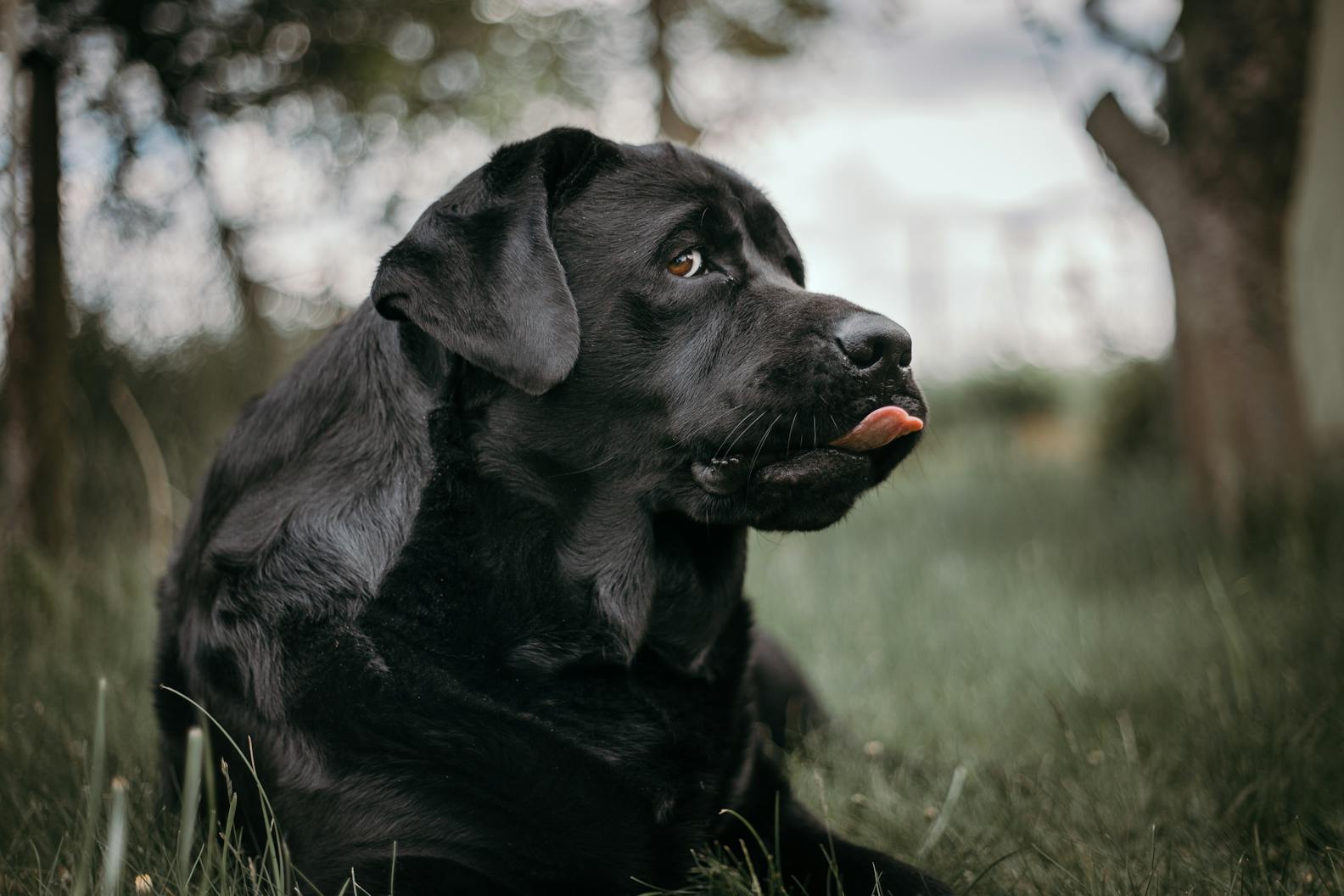 Old Black Lab Dog: Origins, Traits & Care for Senior Labs