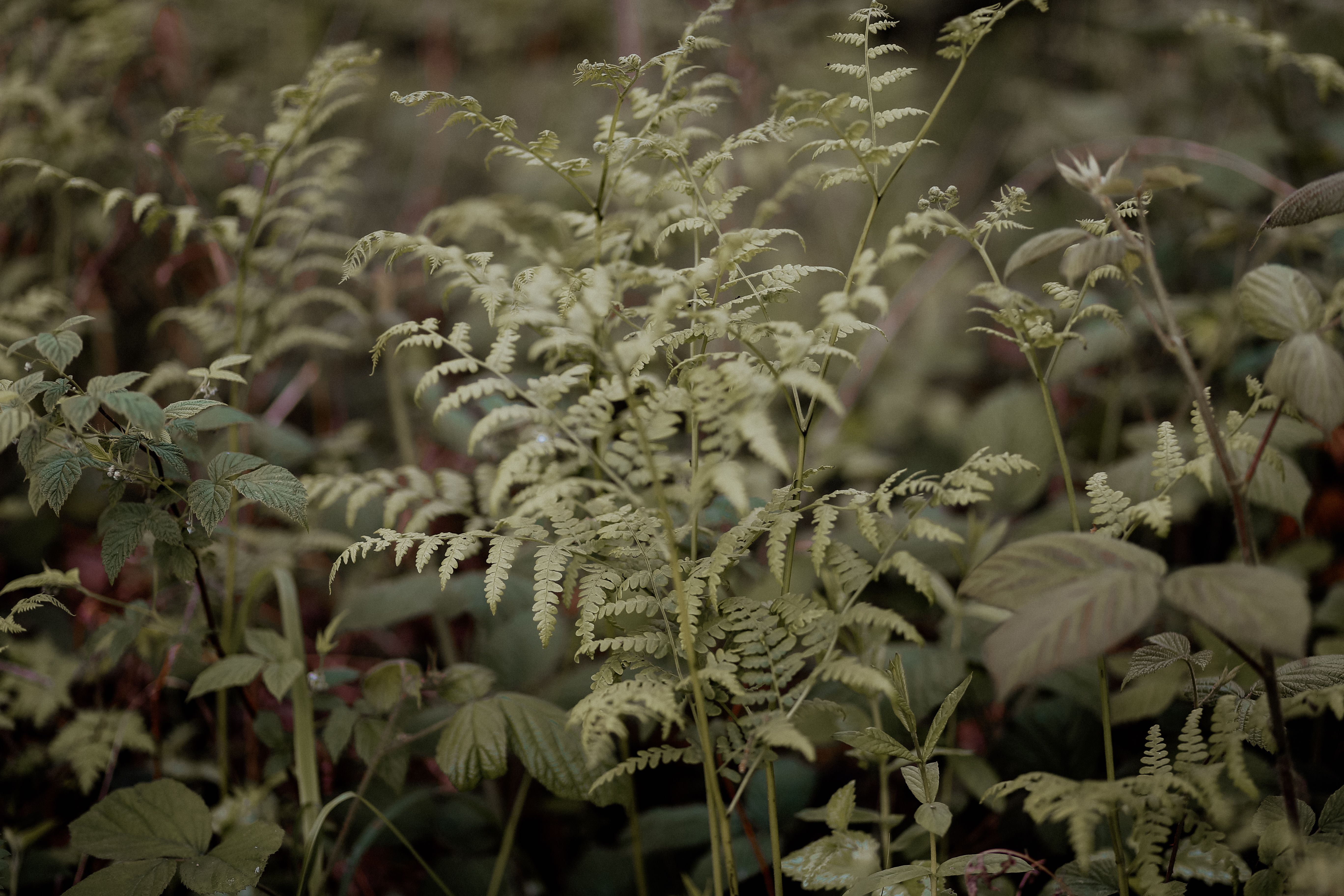 Photography of Plants · Free Stock Photo