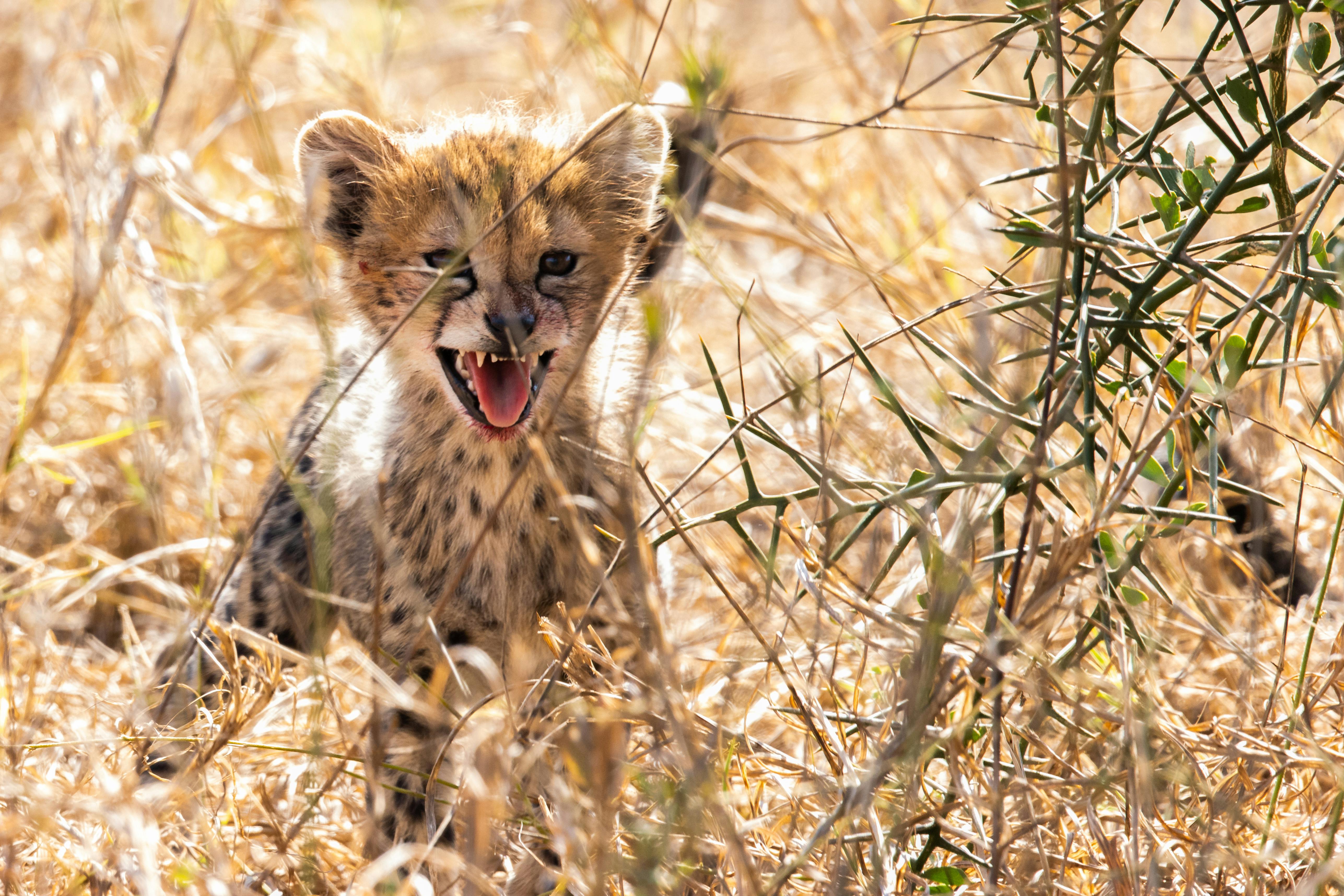 127+ Best Free Cub Stock Photos & Images · 100% Royalty-Free HD Downloads