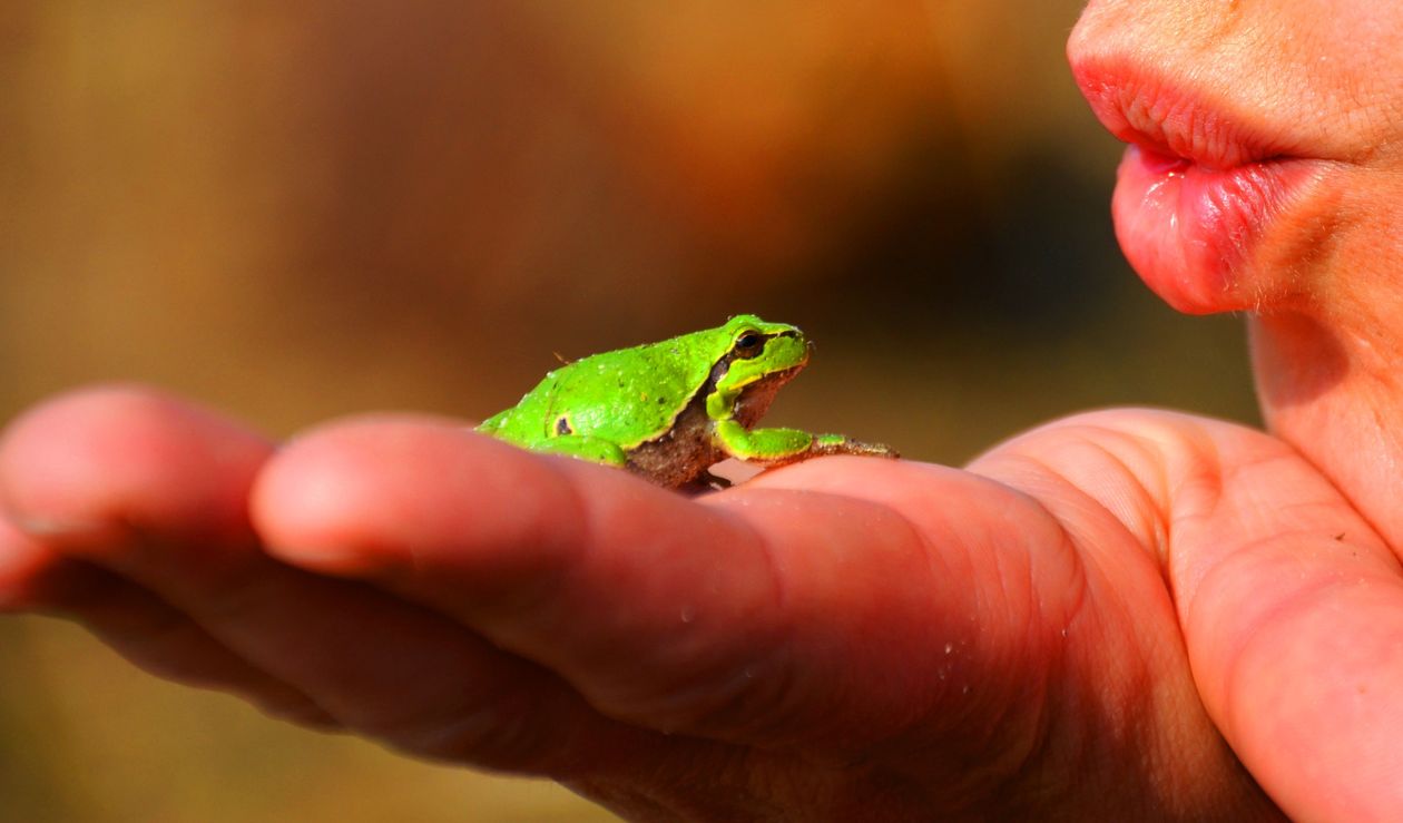 Green Frog On Top Of Human Left Hand Free Stock Photo green-frog-on-top-of-human-left-hand-free-stock-photo