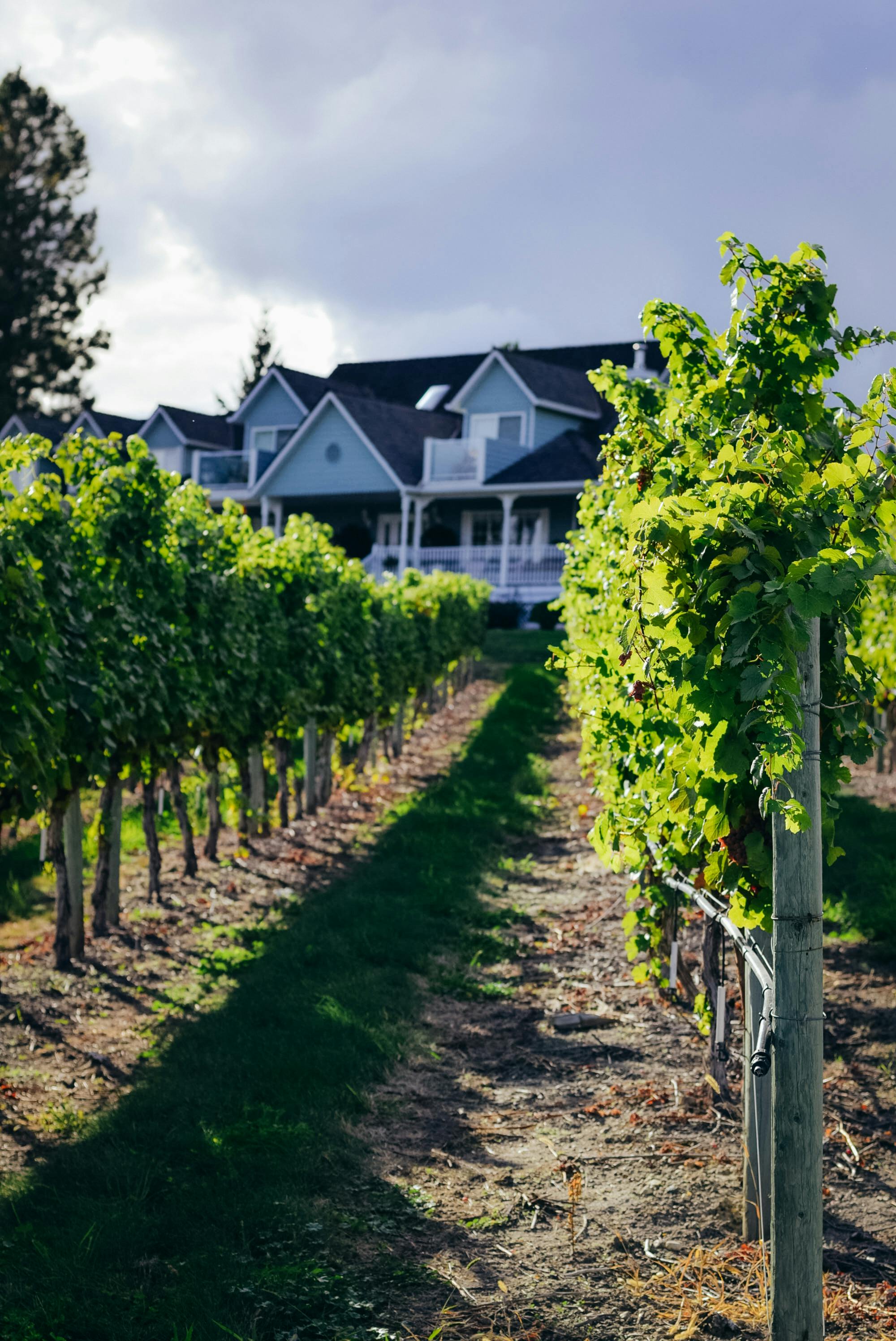 House With A Grape Garden Photos, Download The BEST Free House With A ...