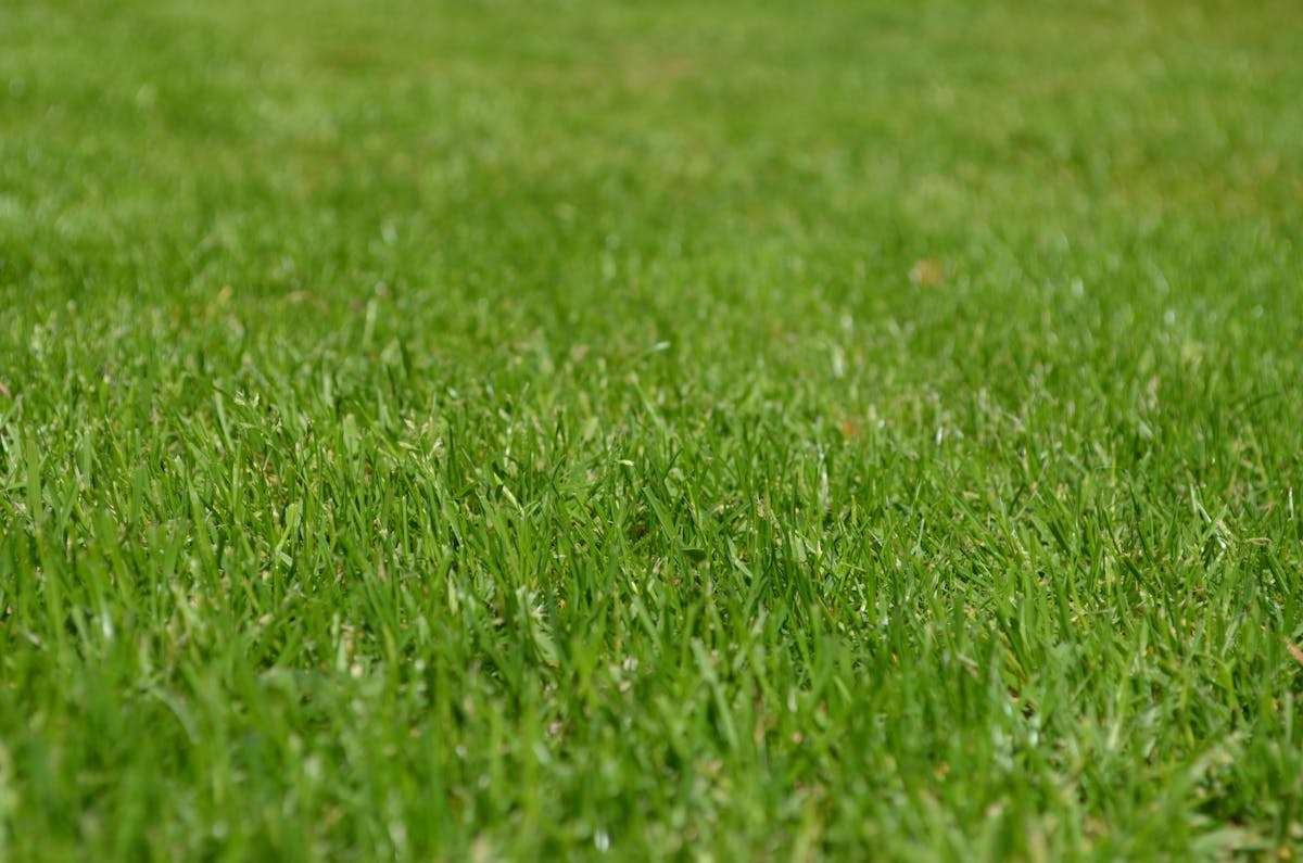 Grass Photos, Download The BEST Free Grass Stock Photos & HD Images