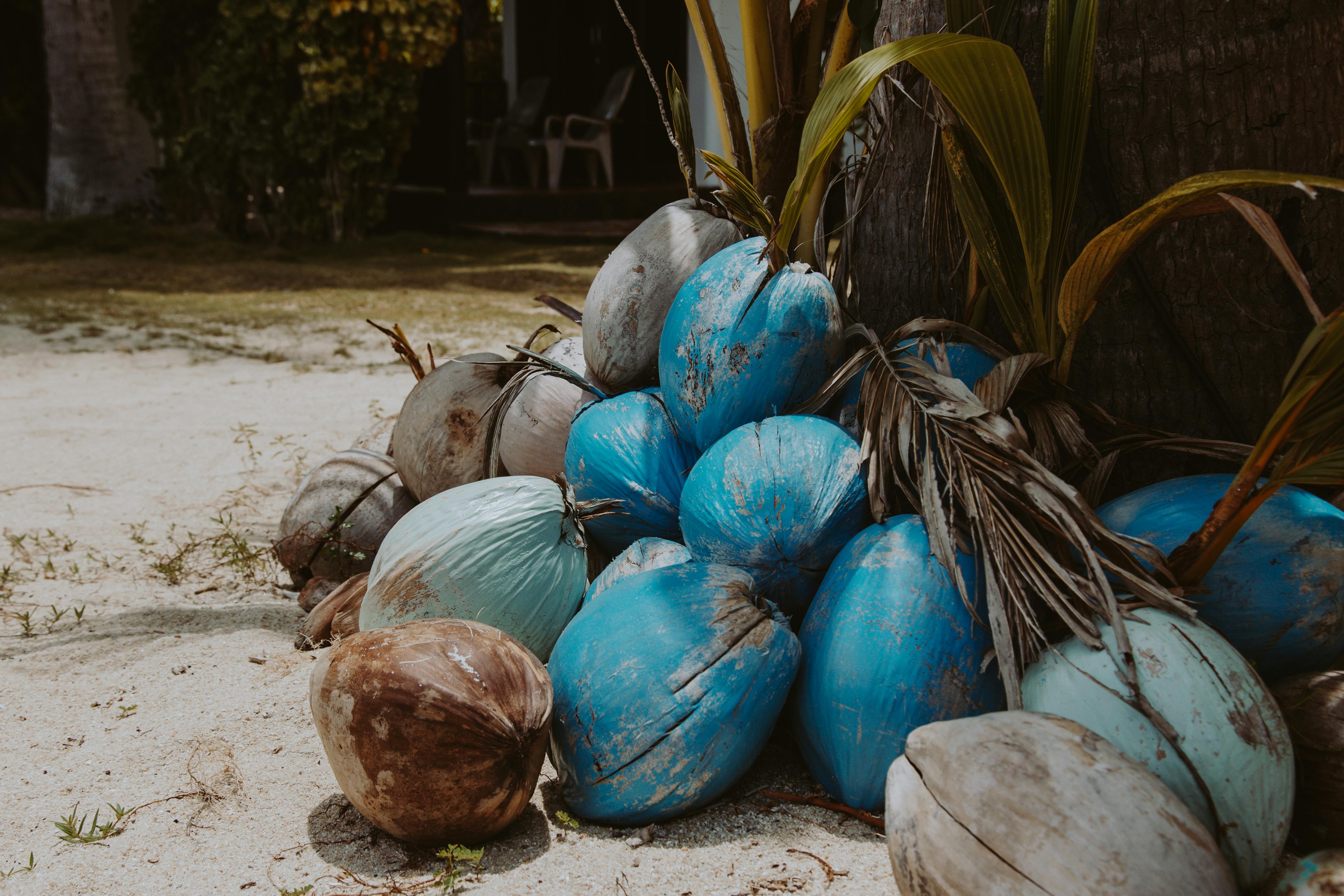 Close up of Blue Coconuts · Free Stock Photo