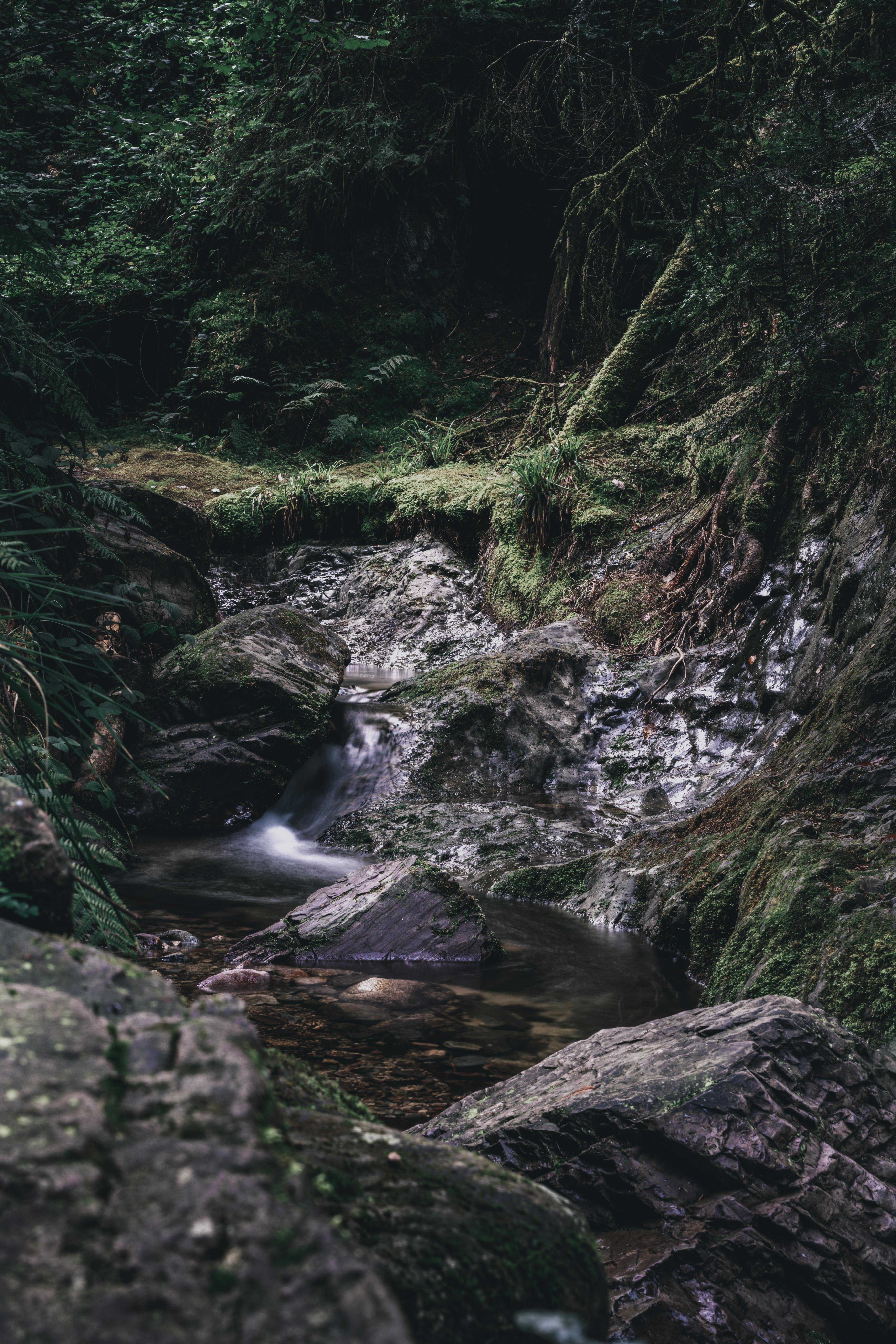 Stream in a Forest With Grey Rocks · Free Stock Photo