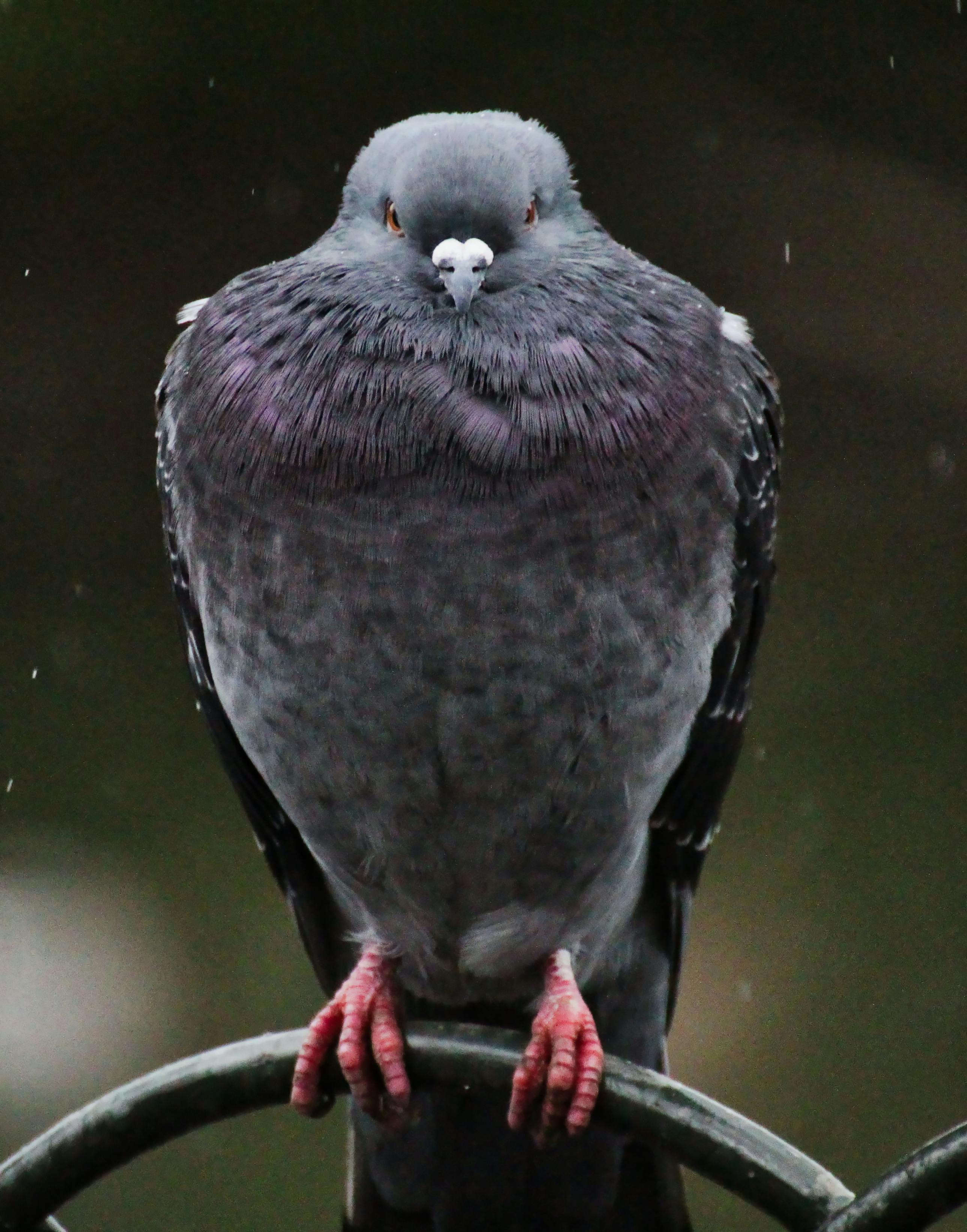 Purple Pigeon Standing on Black Concrete Surface · Free Stock Photo