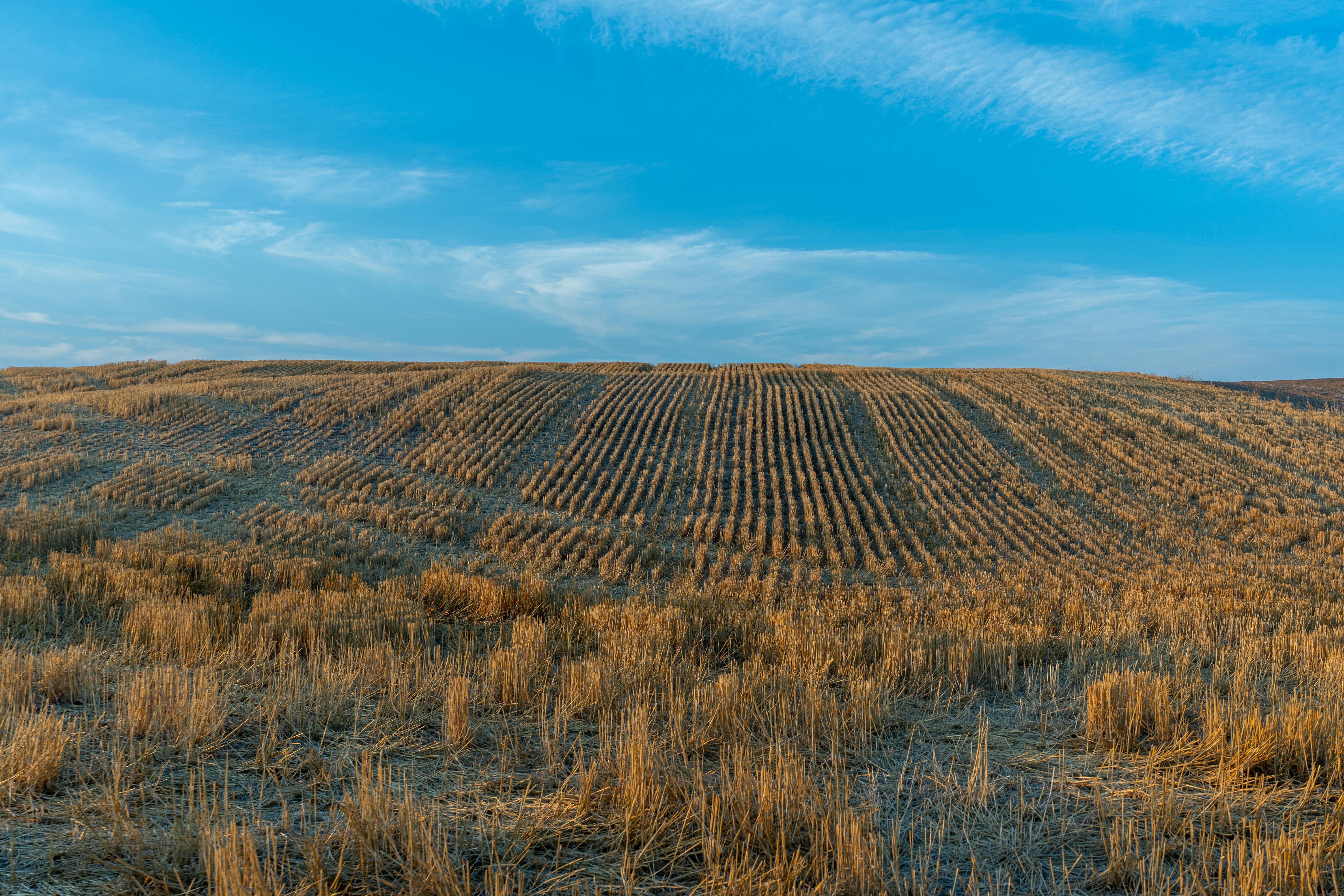 Cropland Under the Clear Blue Sky · Free Stock Photo