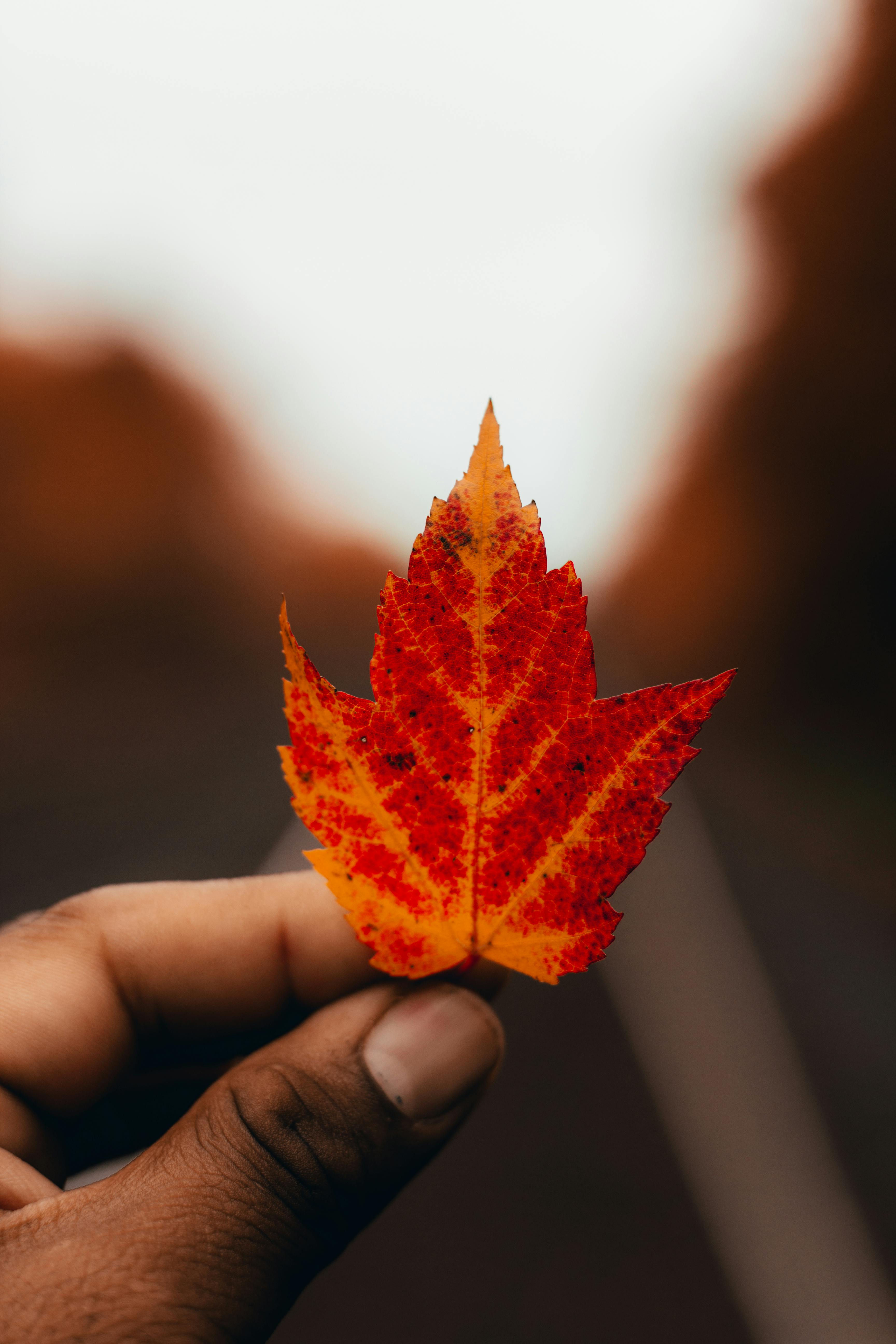 Hand Holding Autumn Leaf · Free Stock Photo