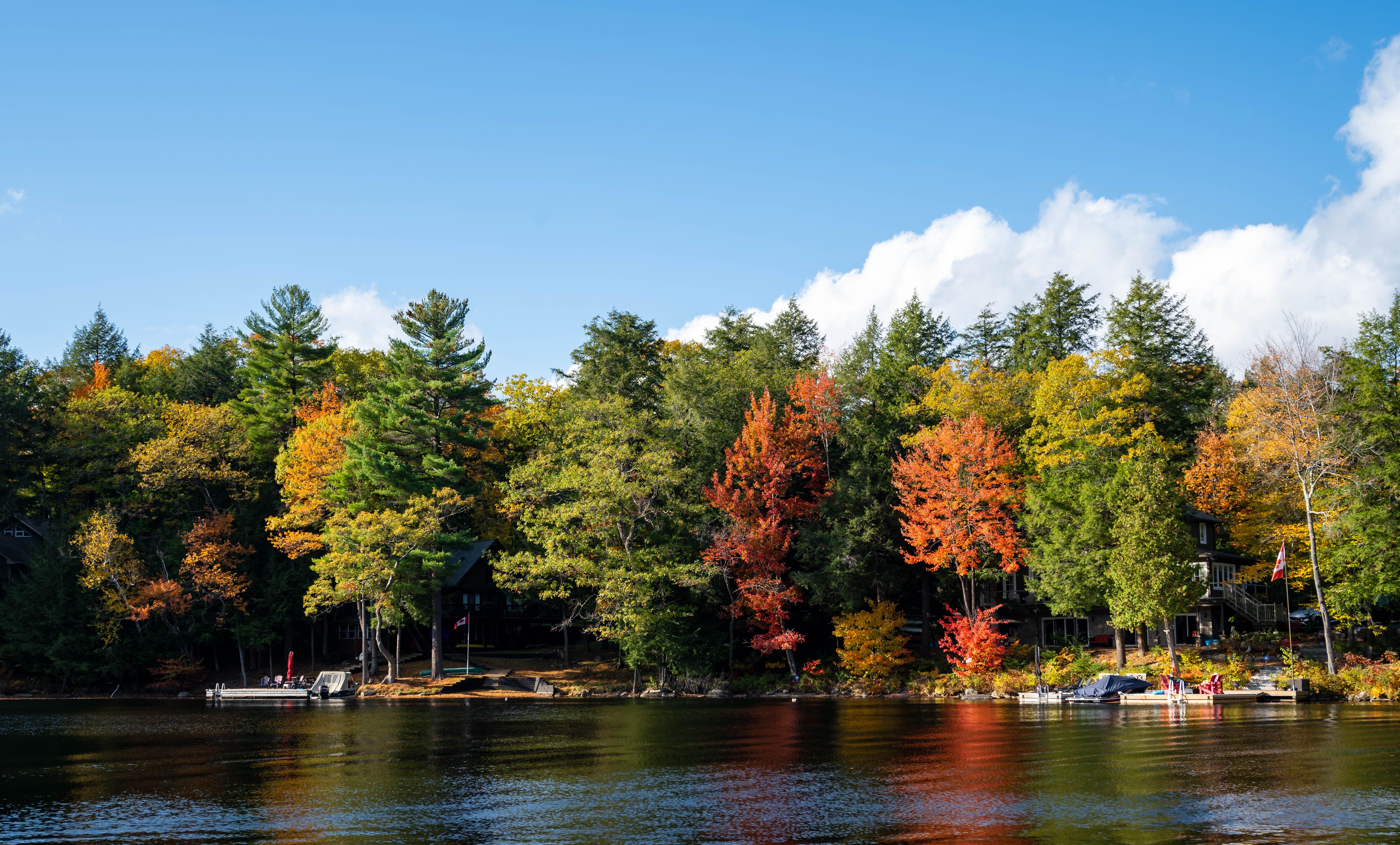 Autumn Forest on Lakeshore · Free Stock Photo