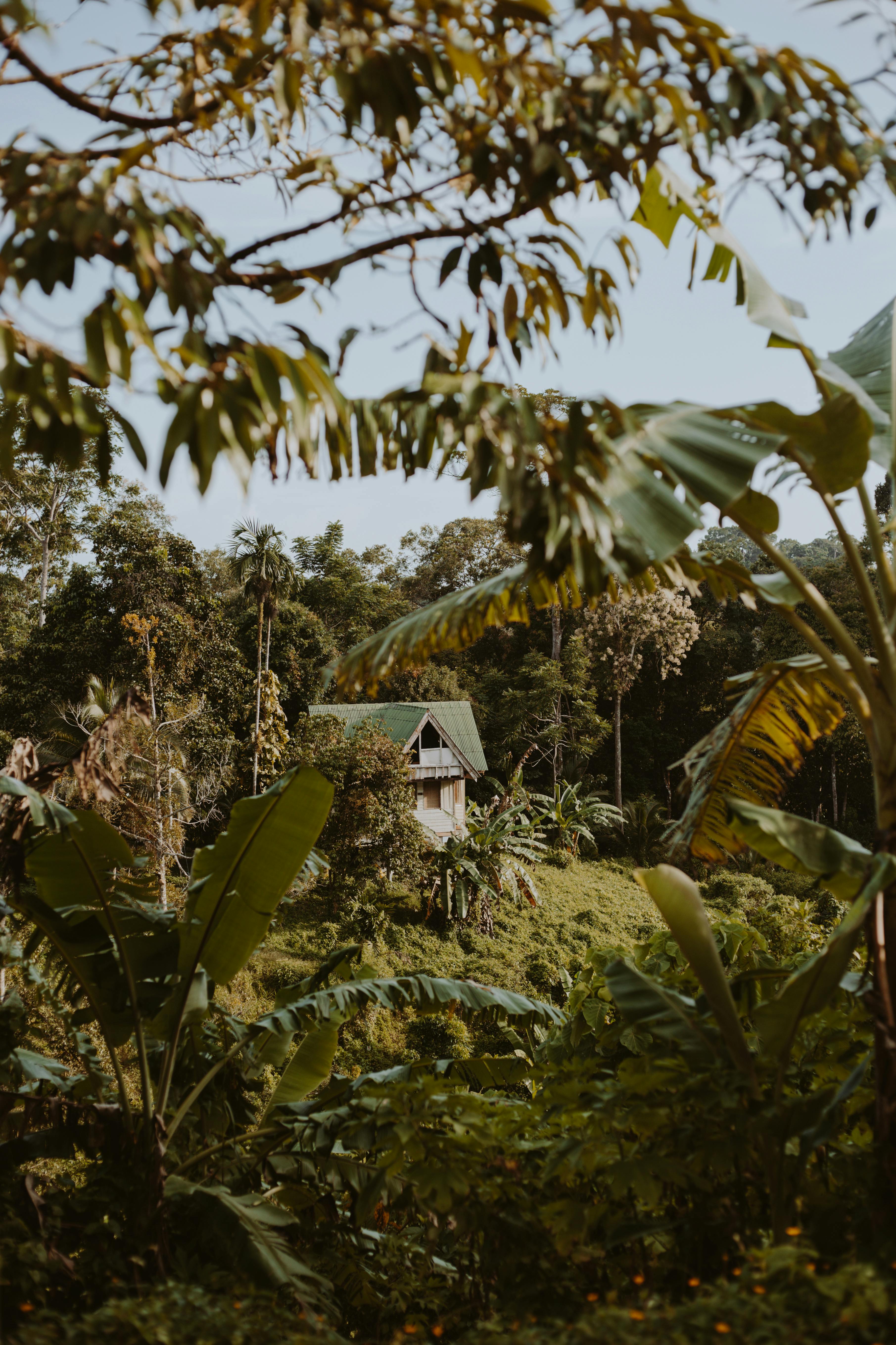 House in Tropical Forest · Free Stock Photo