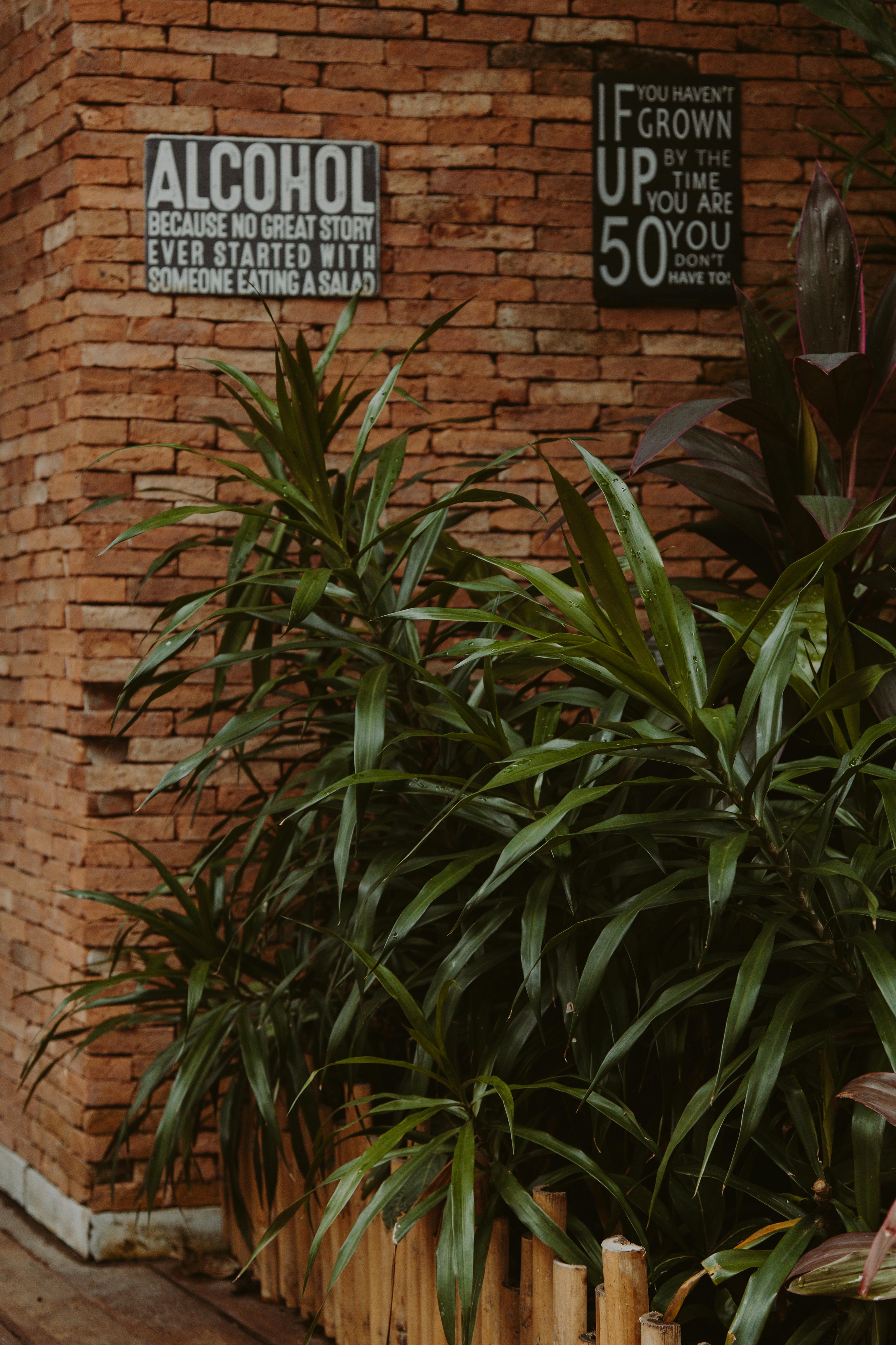 Brick Wall with Witty Signs · Free Stock Photo