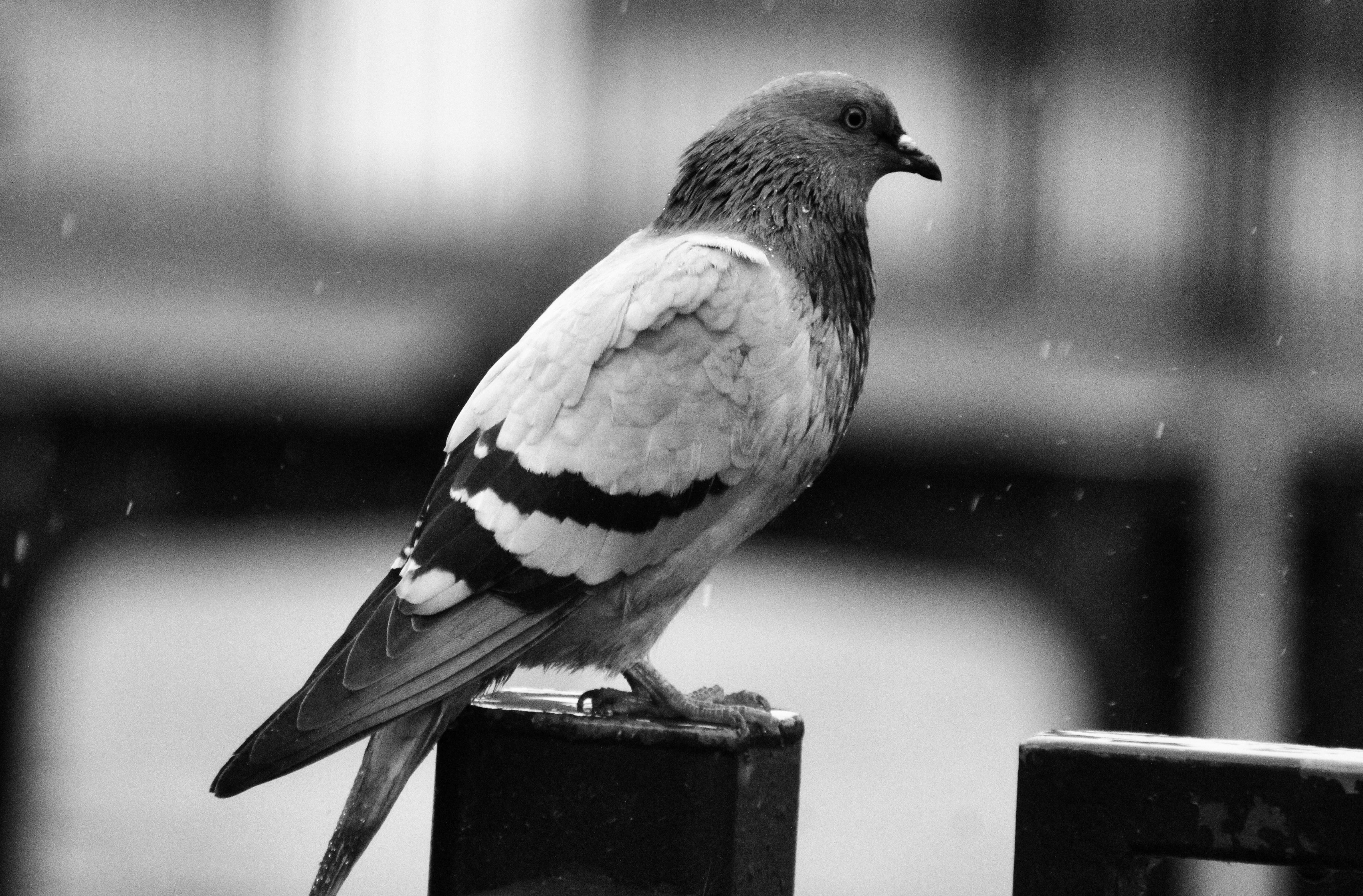 Grayscale Photo of a Bird · Free Stock Photo