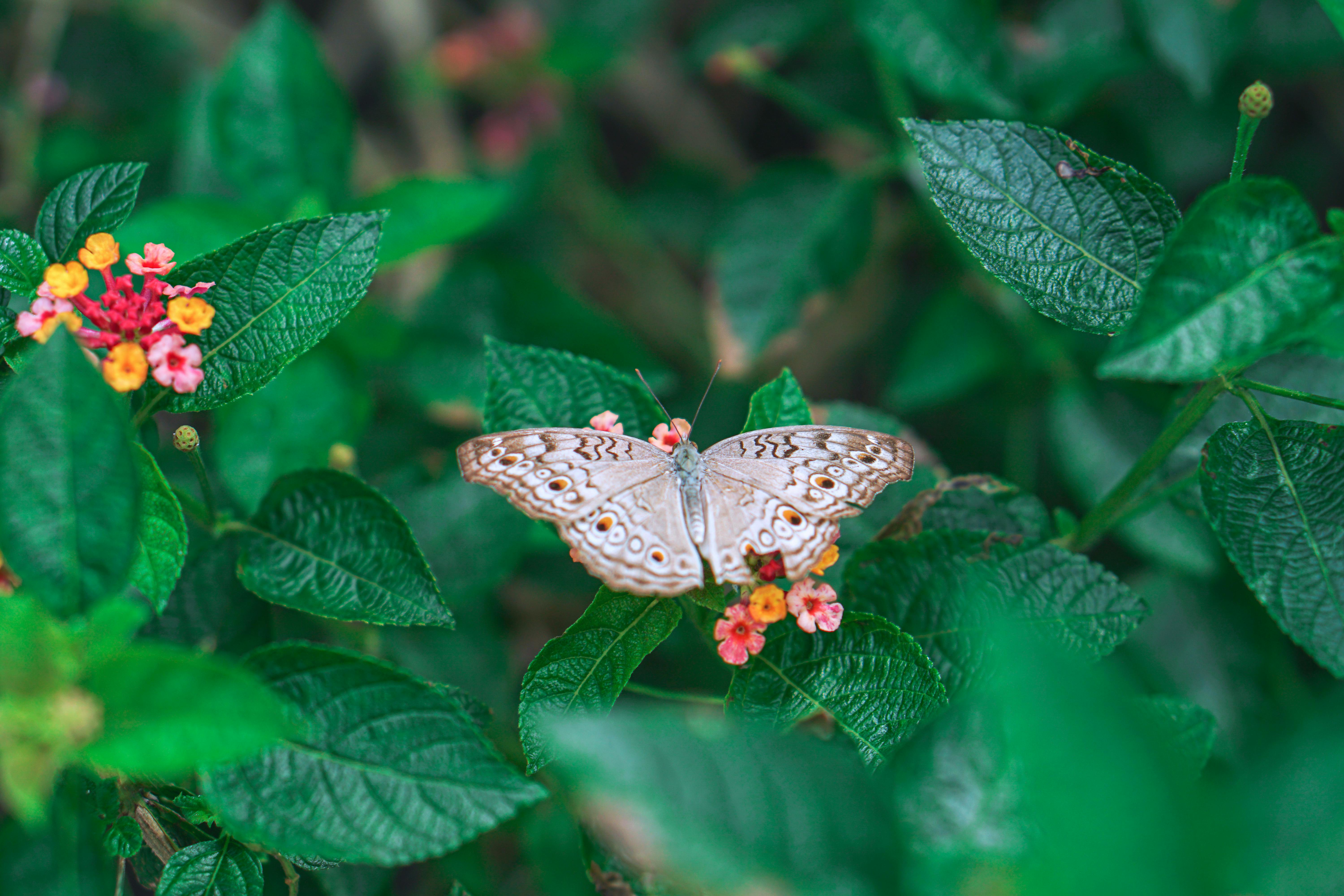 Close Up Shot of a Butterfly · Free Stock Photo