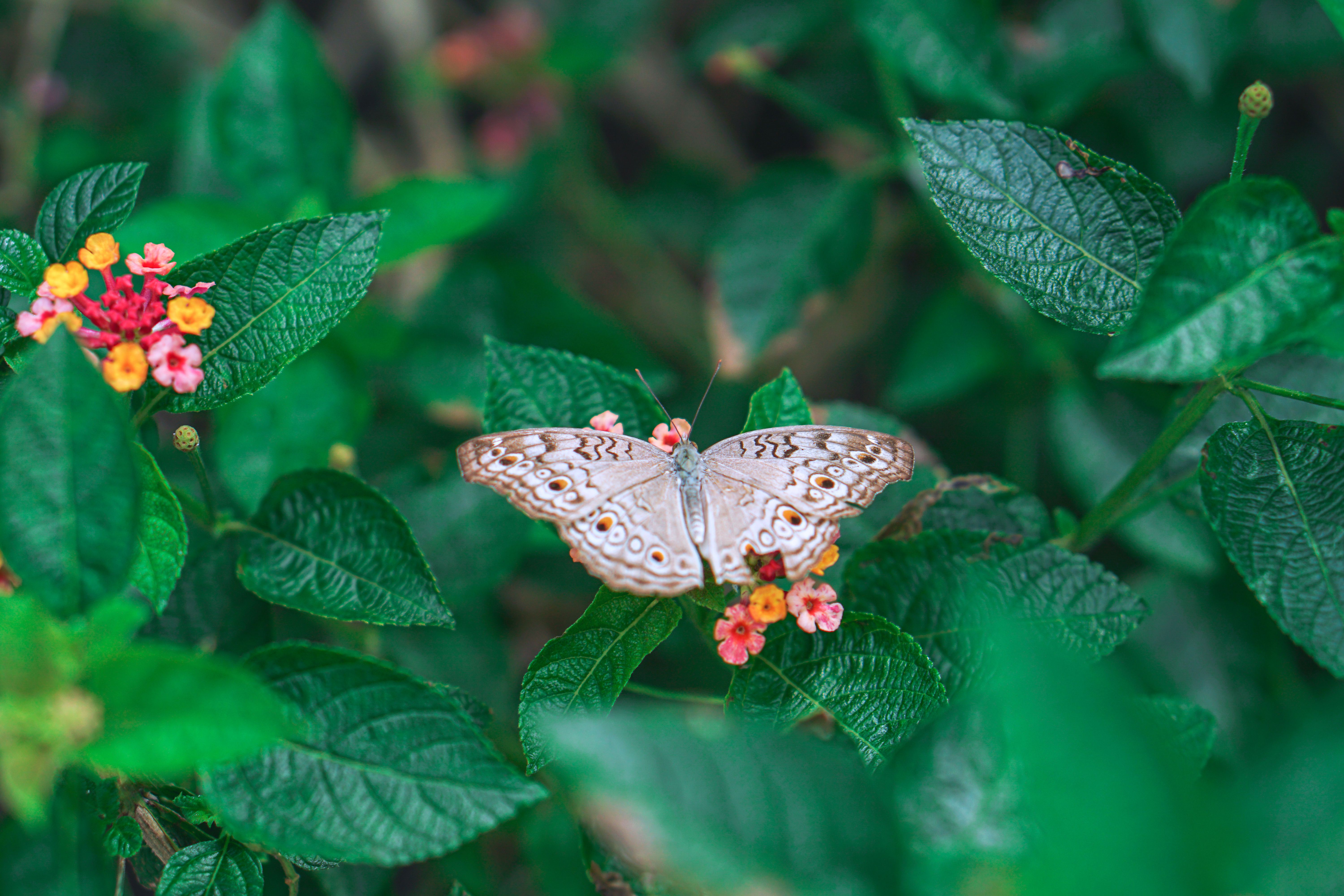 Blue Butterfly · Free Stock Photo