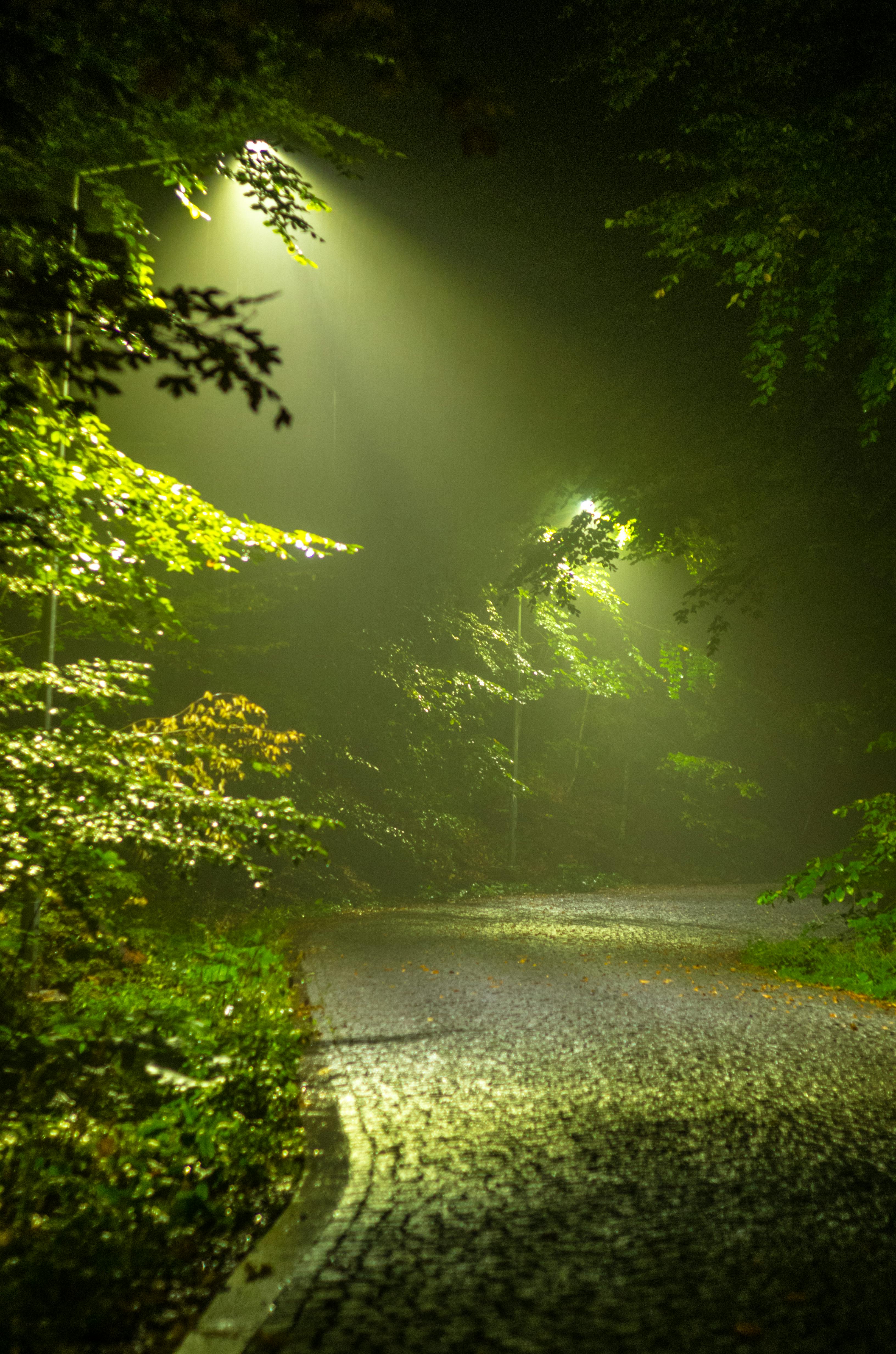 Pathway in Between Green Trees · Free Stock Photo