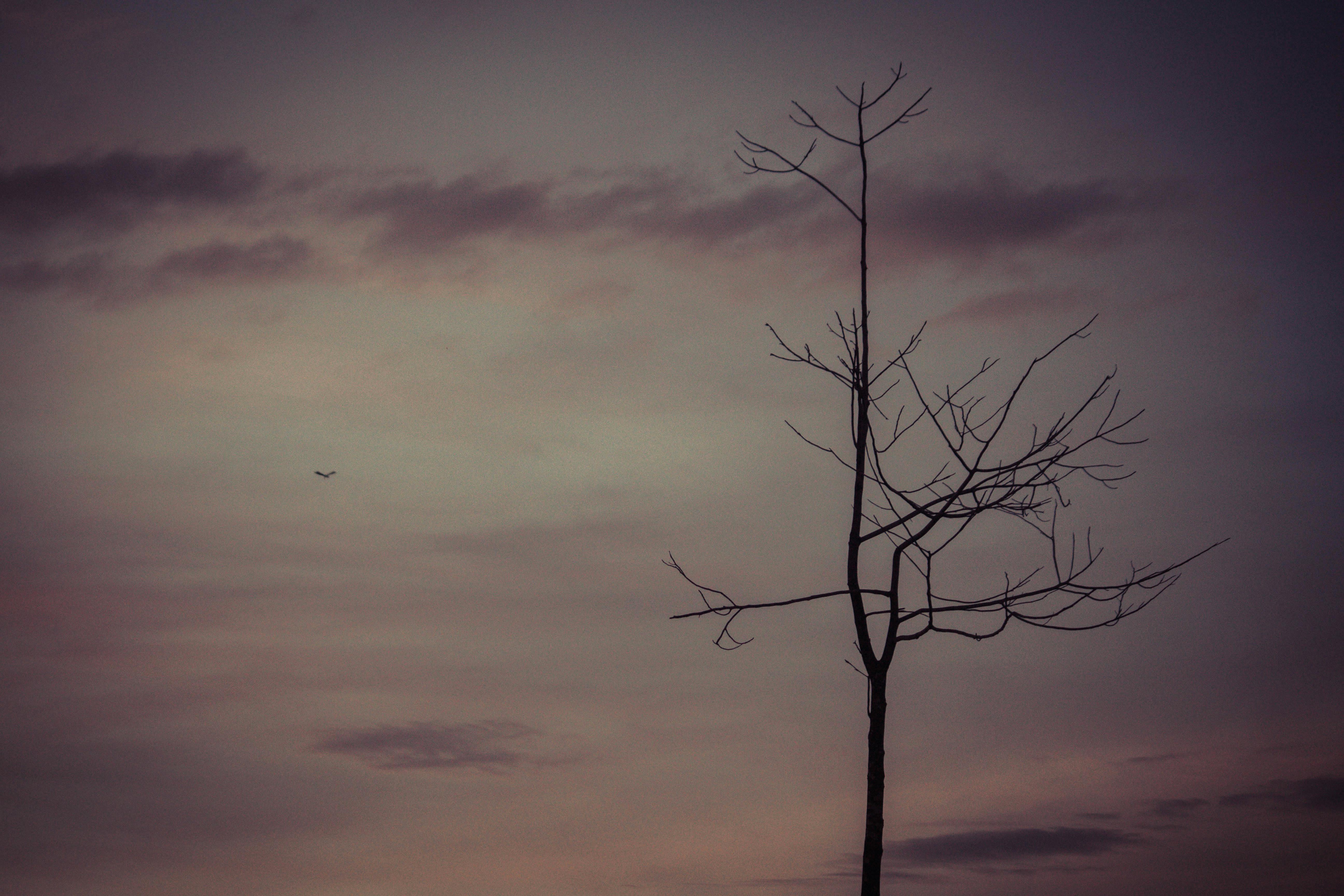 Free stock photo of cloudy sky, sad, tree