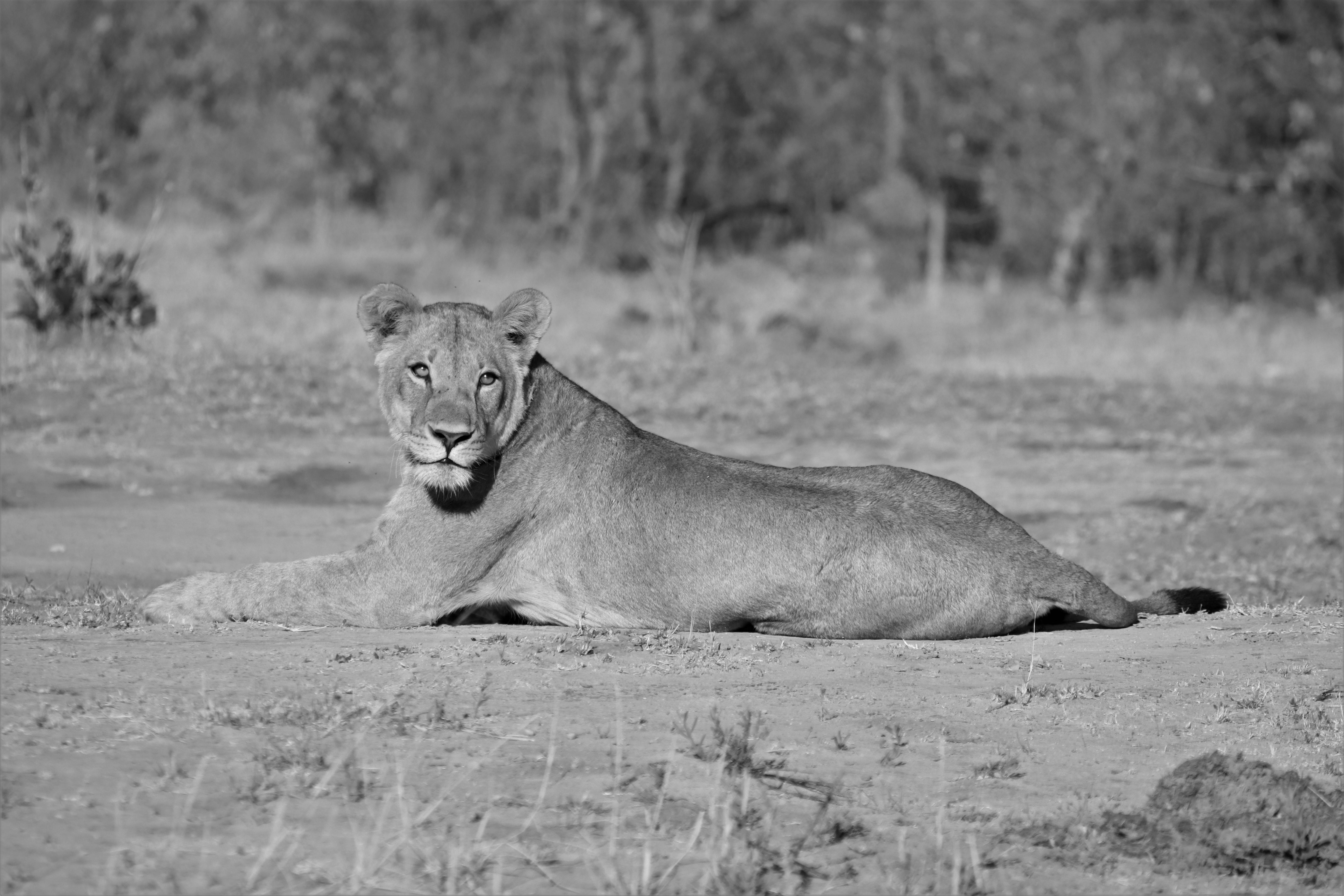Brown Lioness on Brown Field · Free Stock Photo