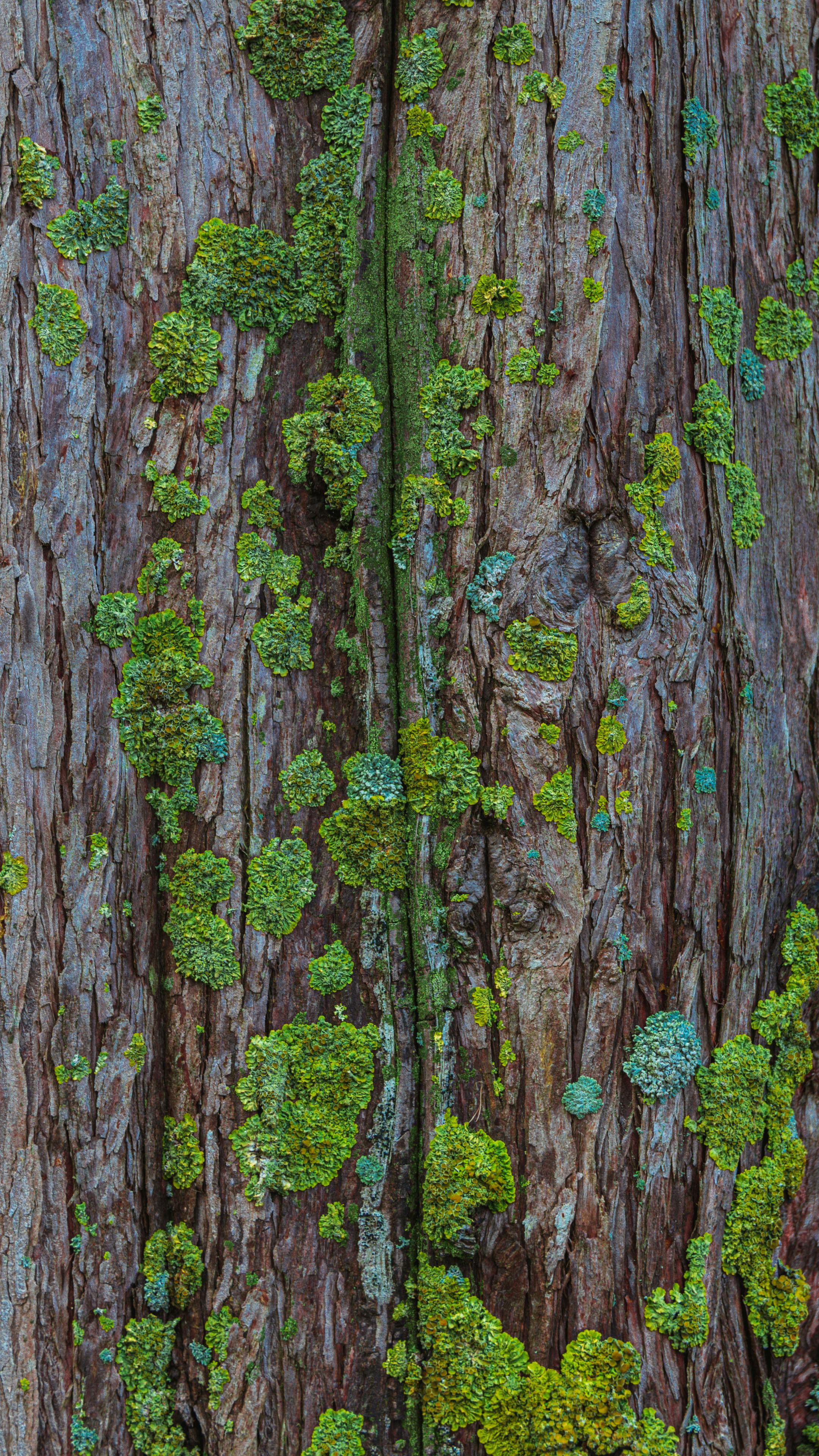 Brown and Green Tree Trunk · Free Stock Photo