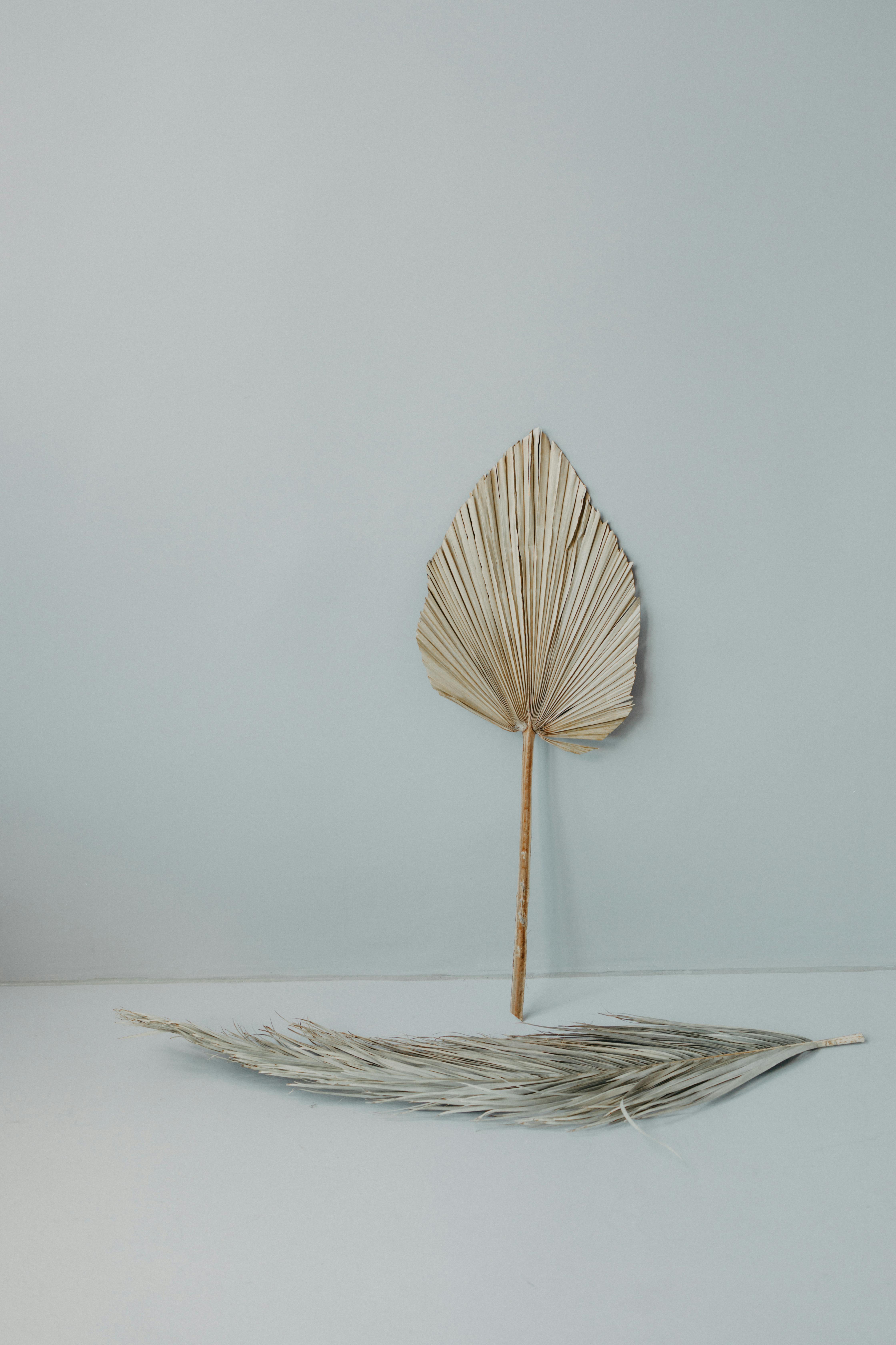 Close-Up Photo of Green Leaf on Top of Round Object · Free Stock Photo