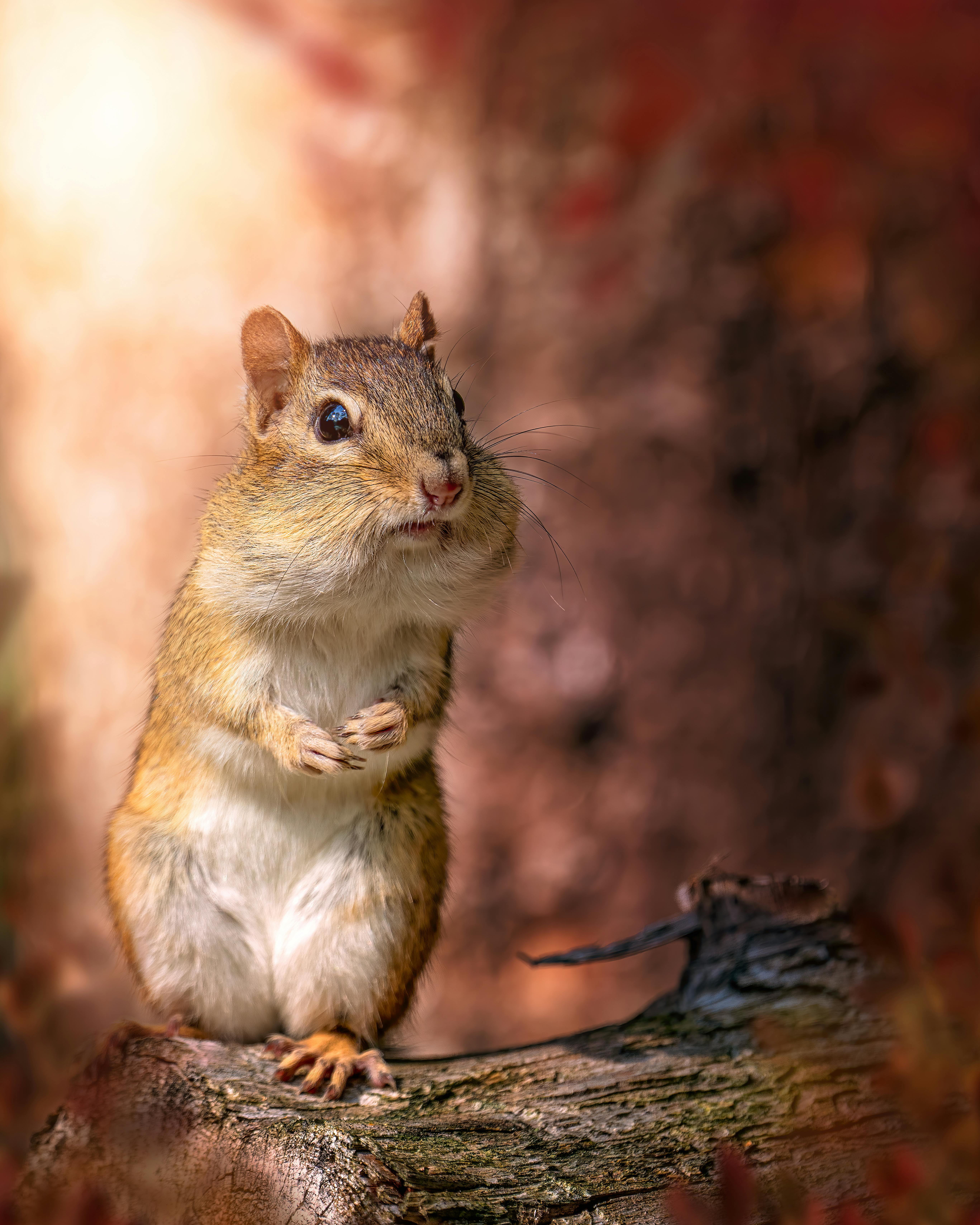 Curious chipmunk with big cheeks standing on trunk · Free Stock Photo