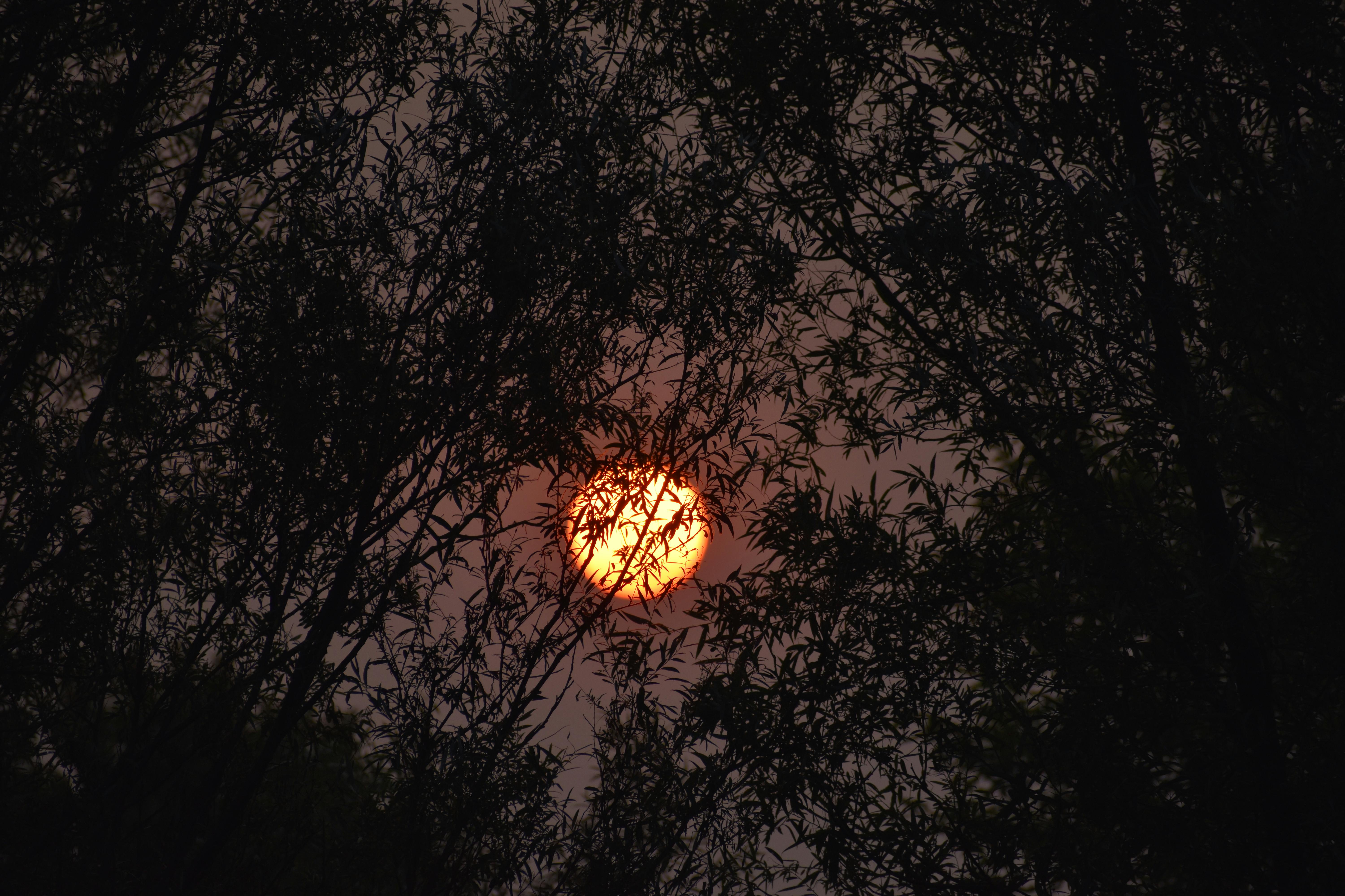 Rising Sun Seen through Tree Branches · Free Stock Photo