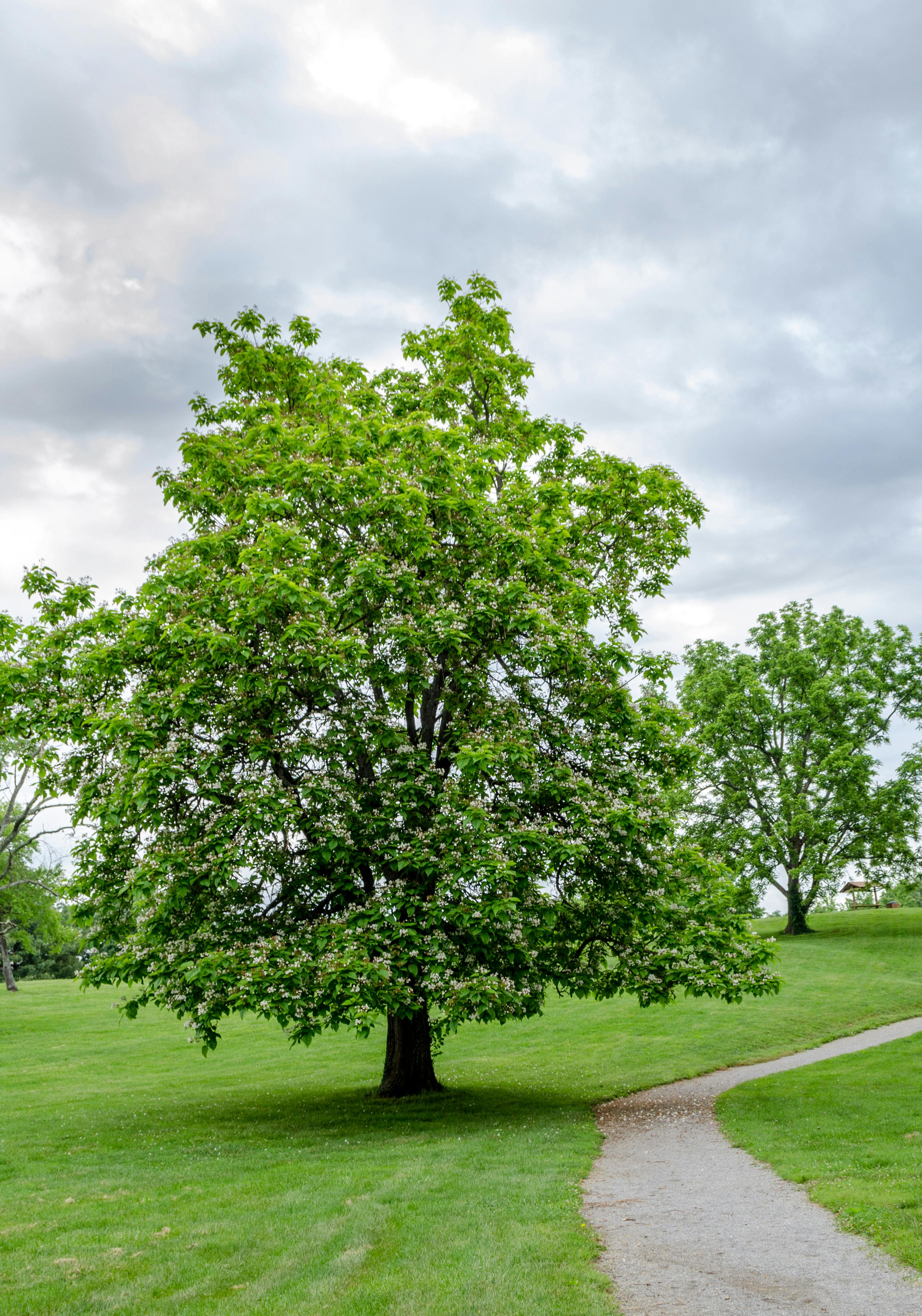 Worm's Eyeview of Tall Tree Under a Gray Sky · Free Stock Photo